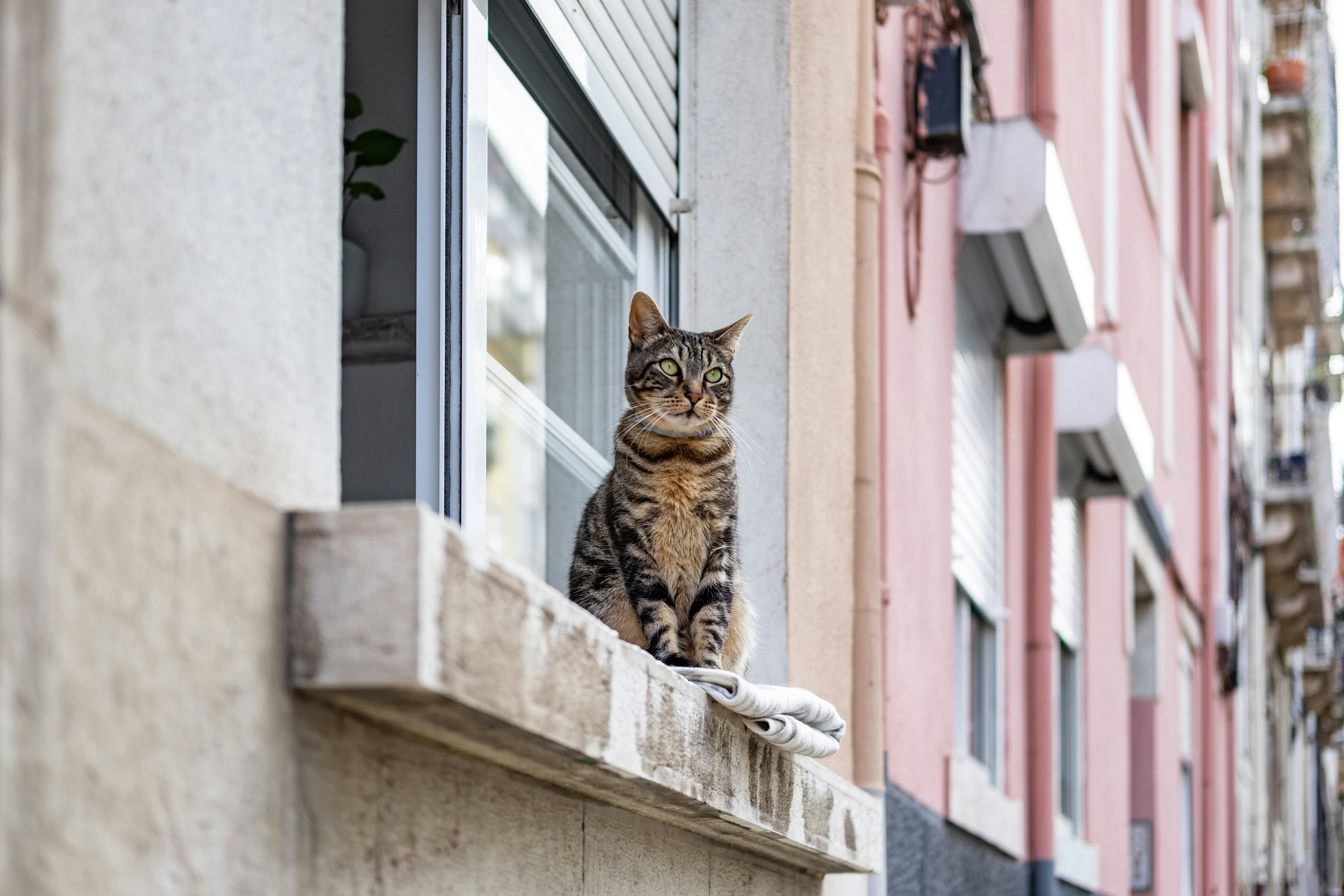 A tabby cat perched on a windowsill in a city street, with colorful buildings in the background.