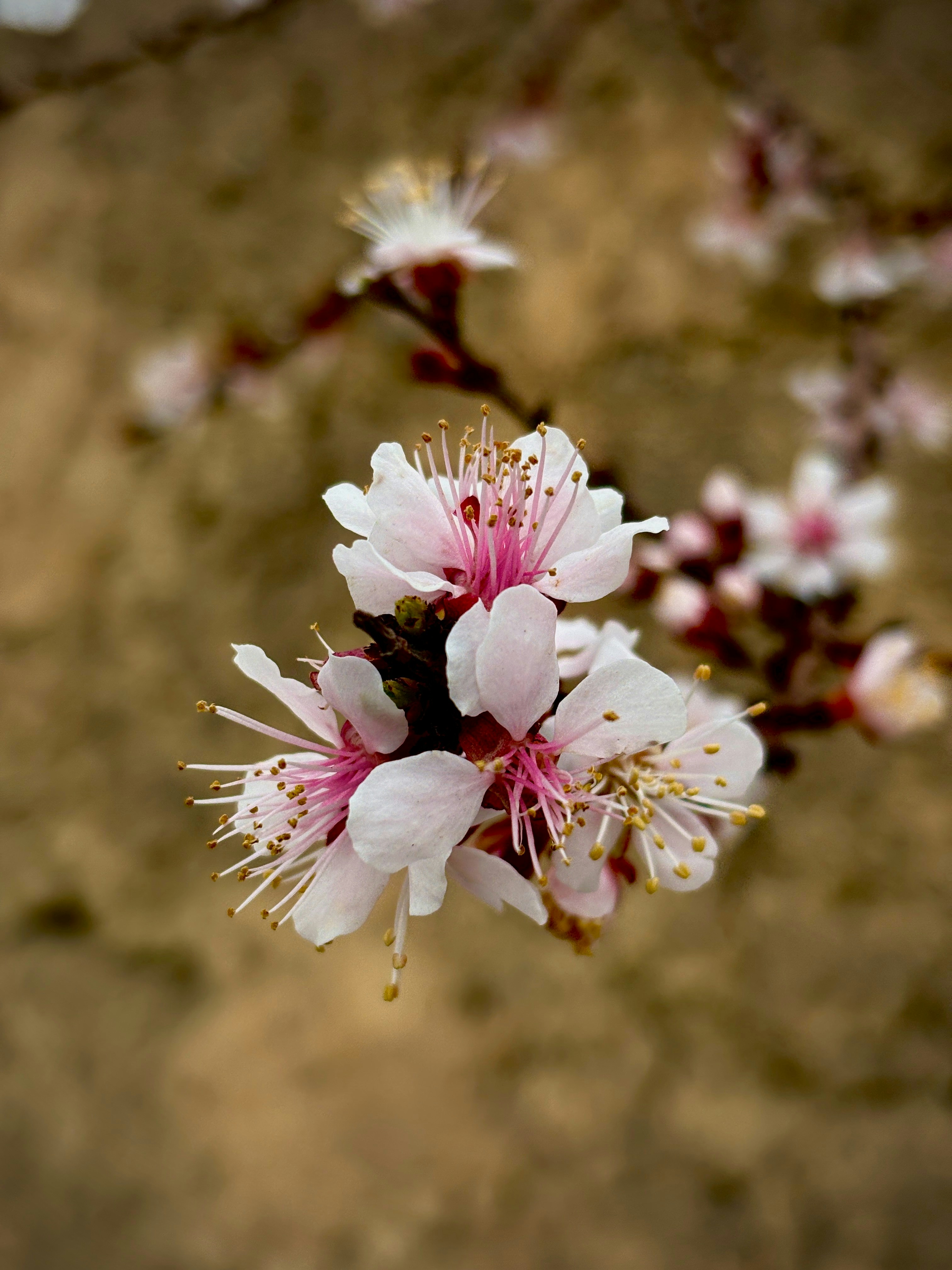 Blossom in Focus: Pale Pink Stamens and Soft Bokeh