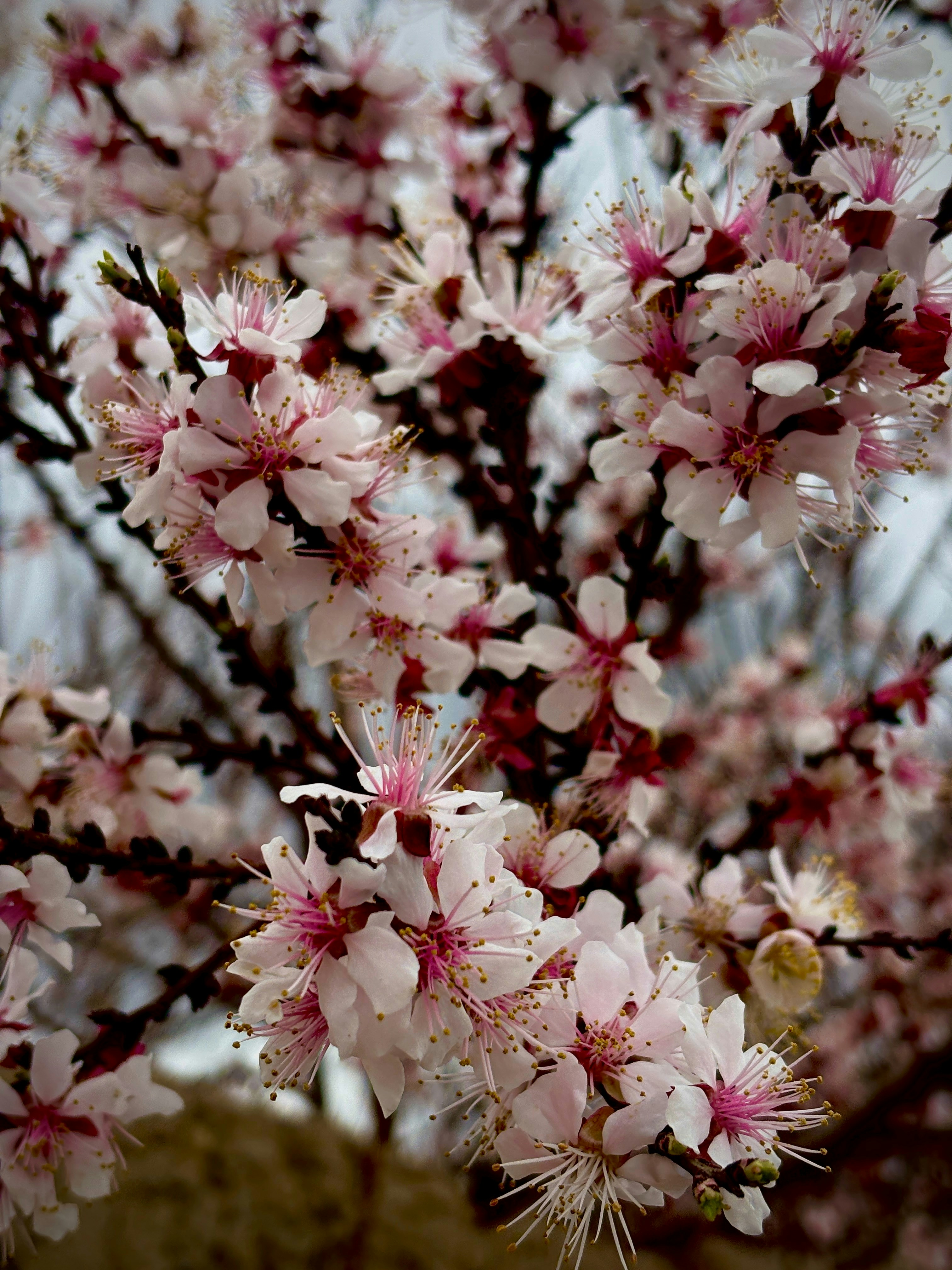 Blossoming tree branches filled with pink flowers.