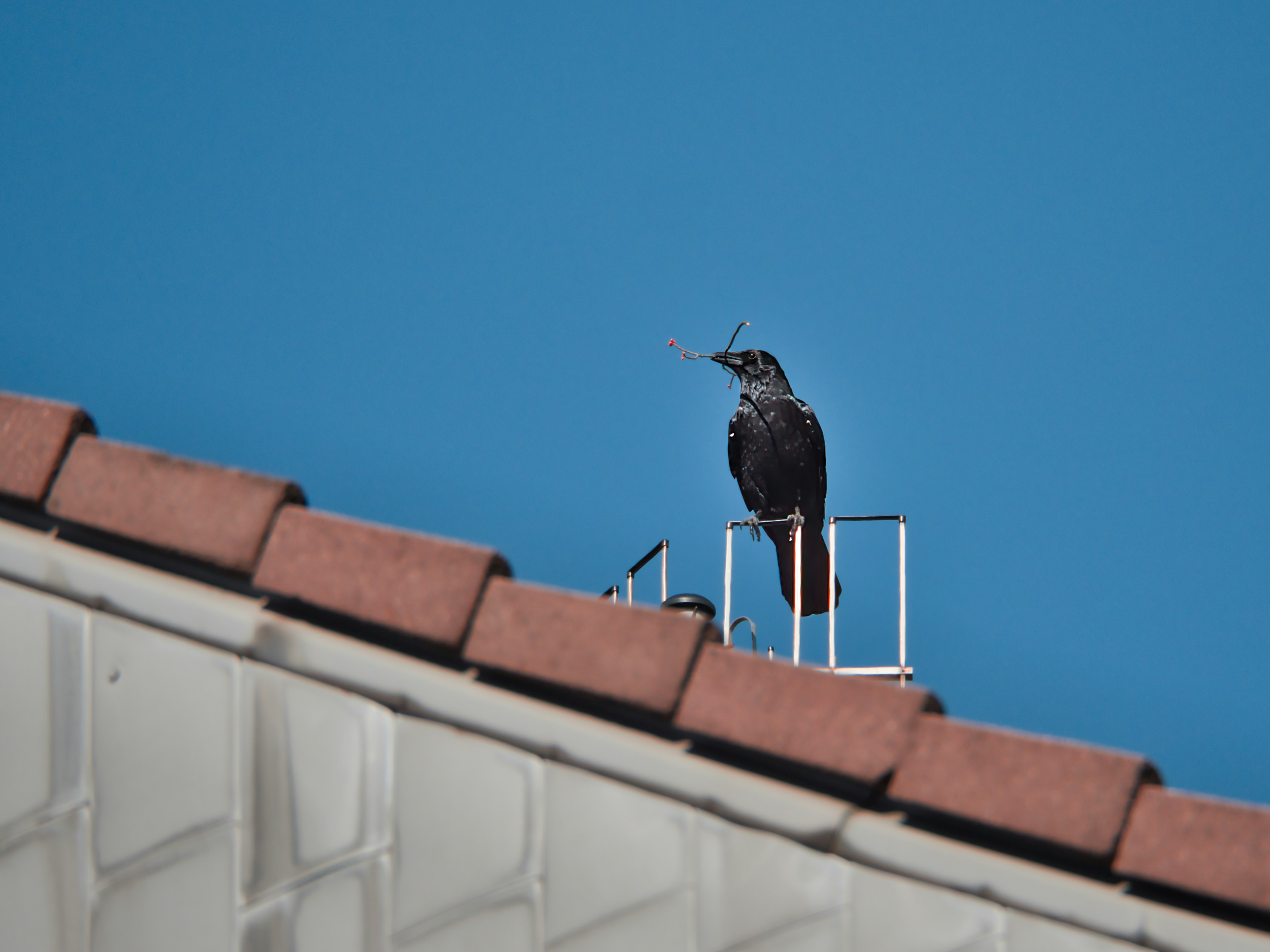 A crow sits atop a roof with nesting material. photo – Free Building ...