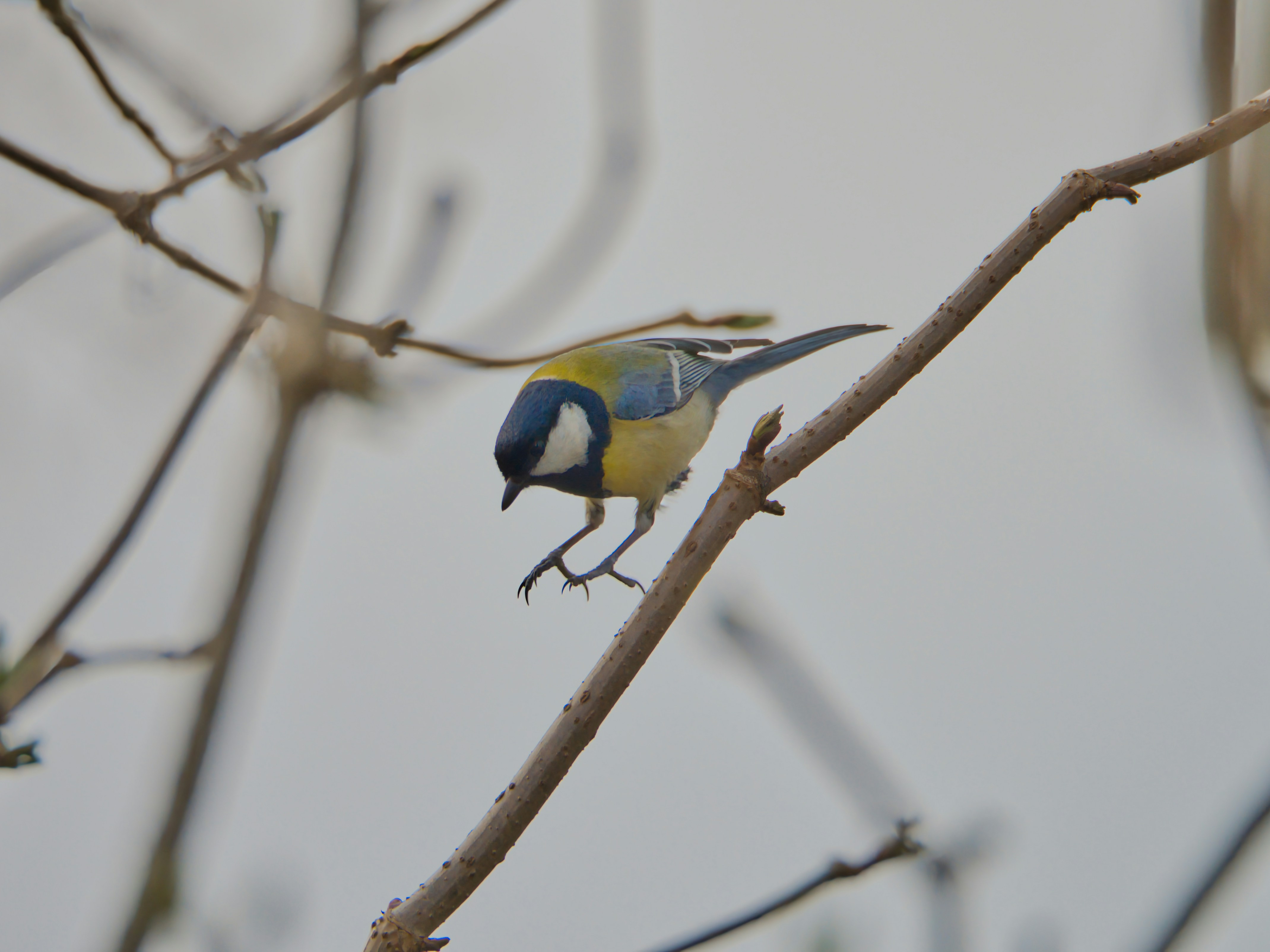 Blue tit in mid-leap between thin tree branches against a soft-focus background.