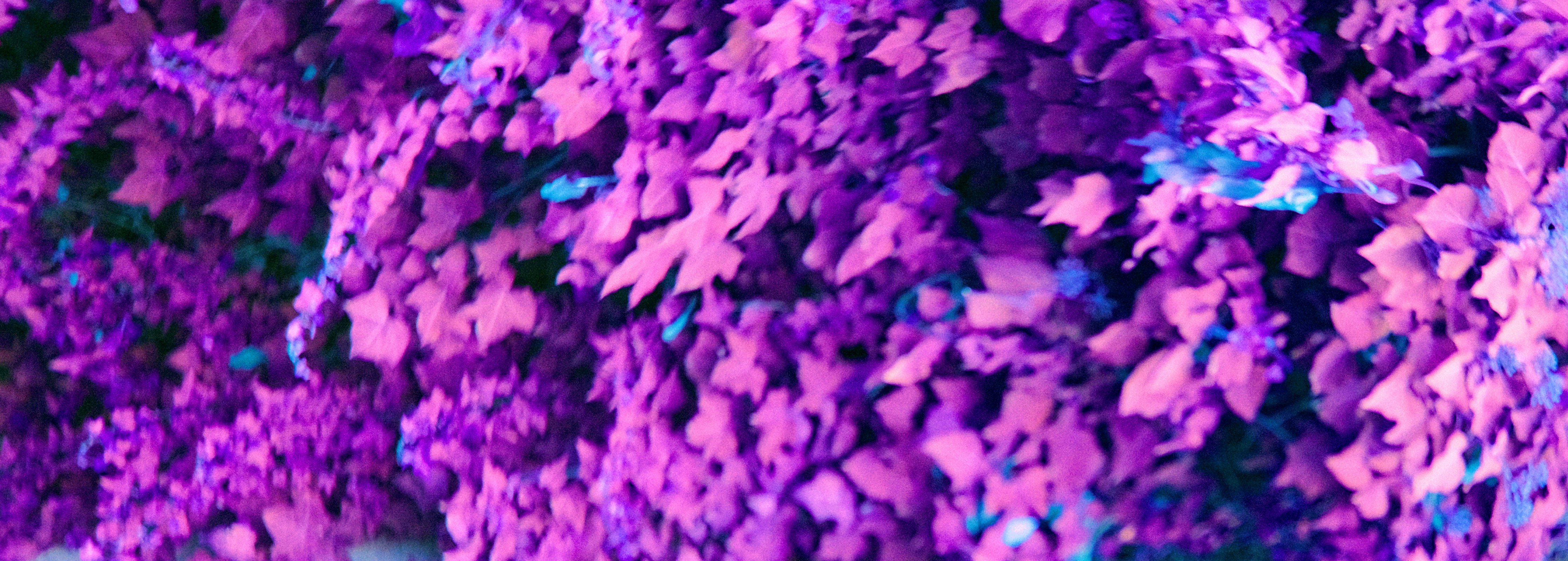 Blue Speck Among Violet Veil: A Quiet Foliage Moment