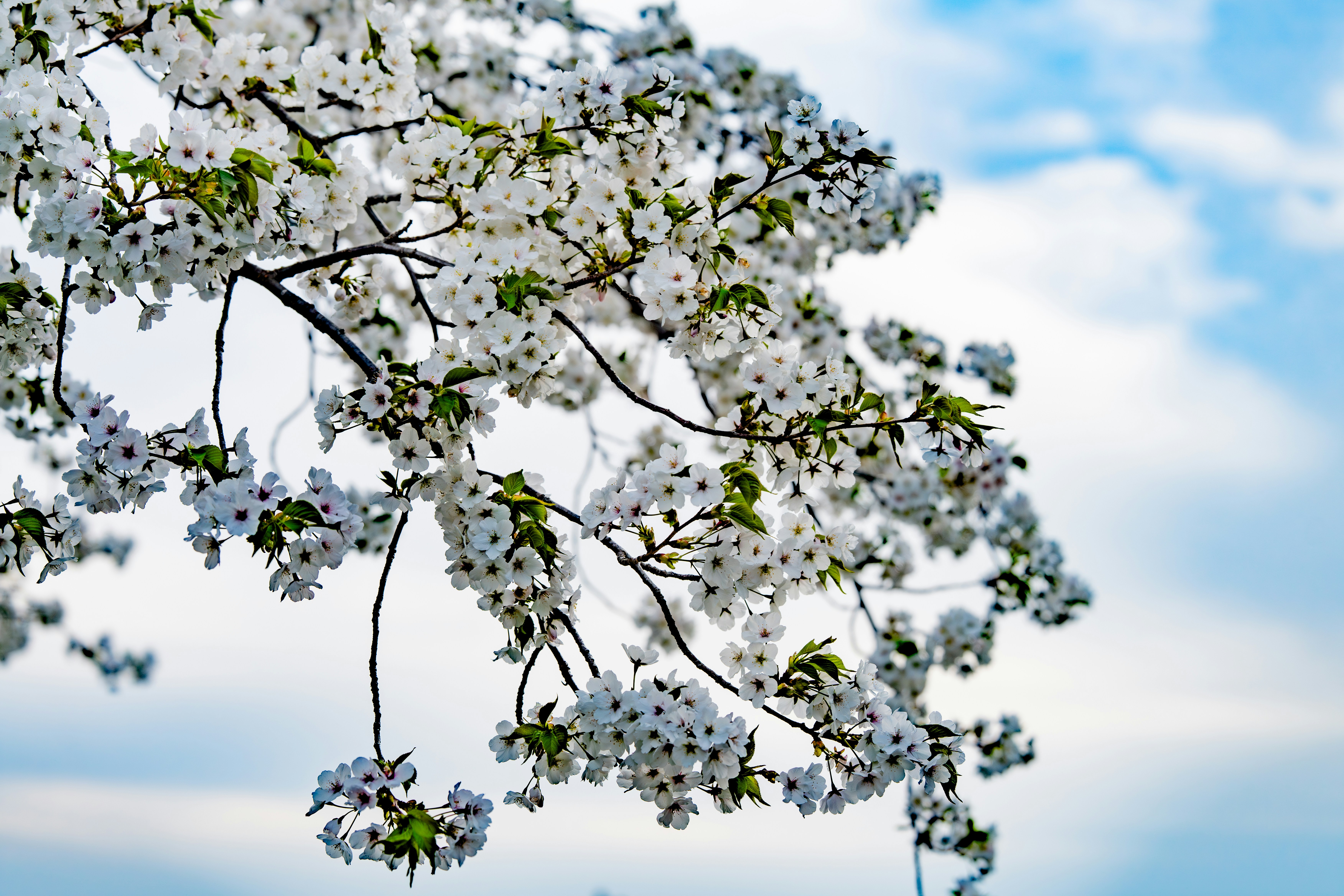 Lace of Spring: cherry blossoms arching across a pale-blue sky.
