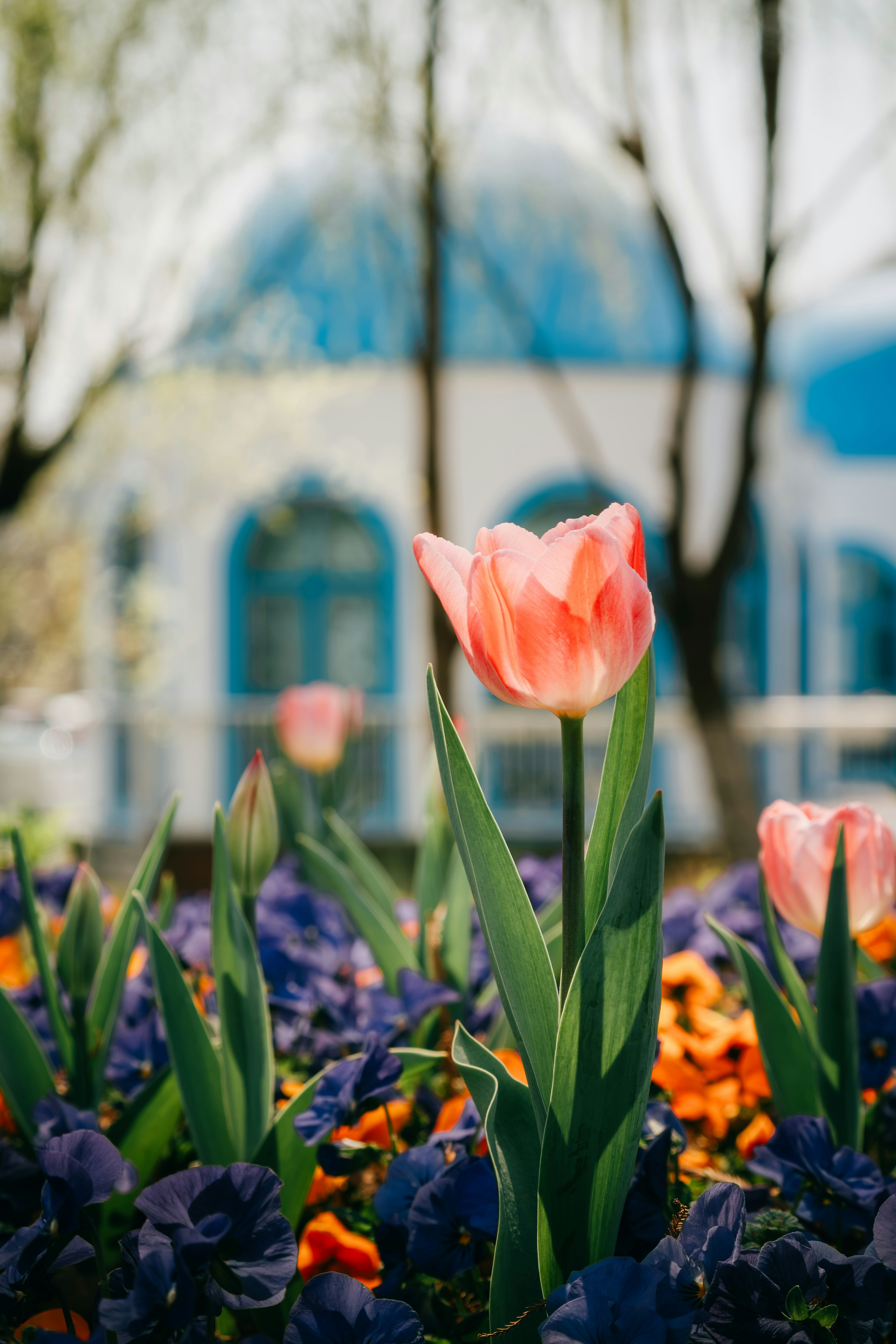 Pink Tulip Crowned: A Garden Portrait Amid Colorful Bed
