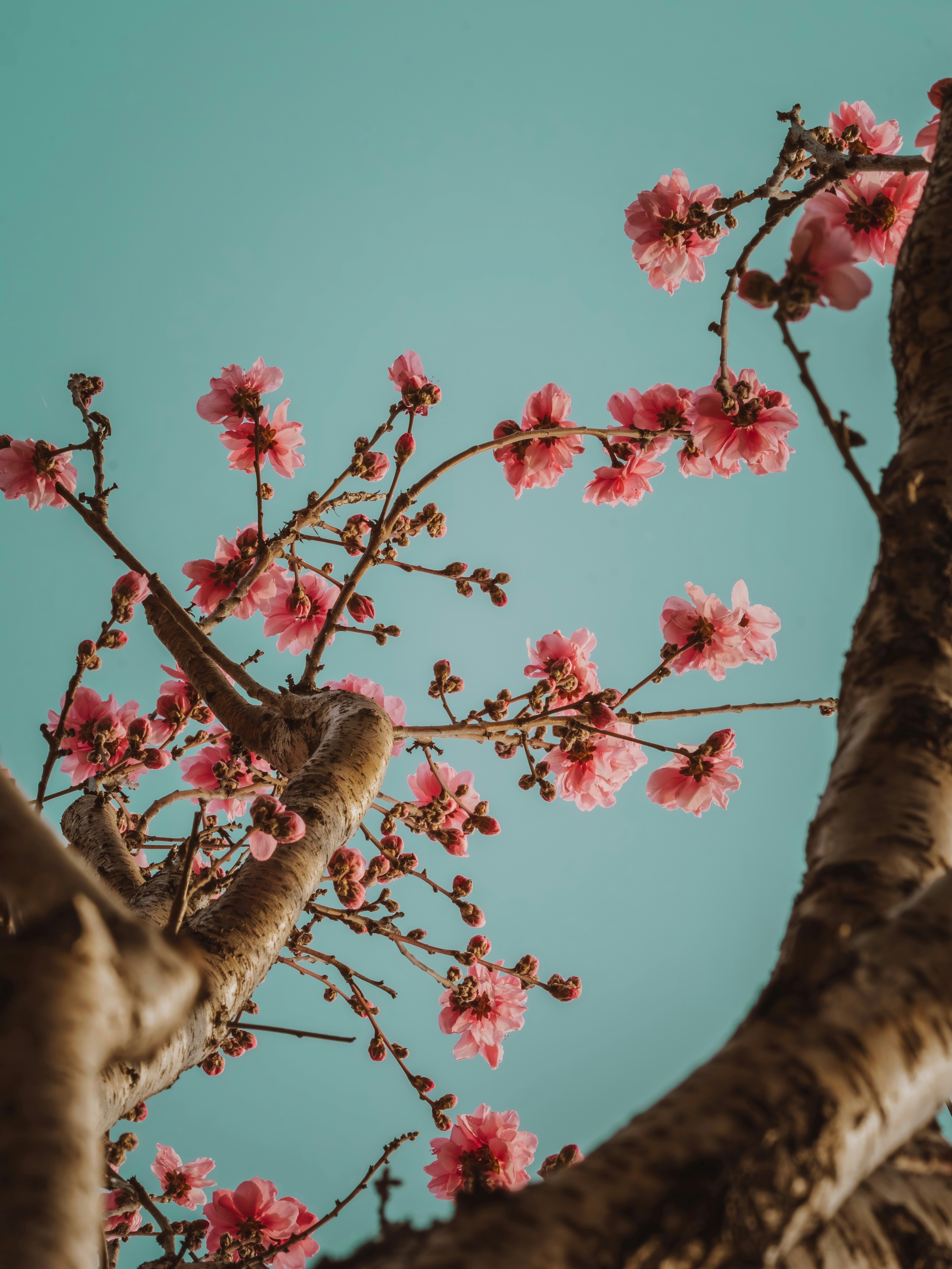 Beneath Pink Skies: A Low-Angle Burst of Cherry Blossoms