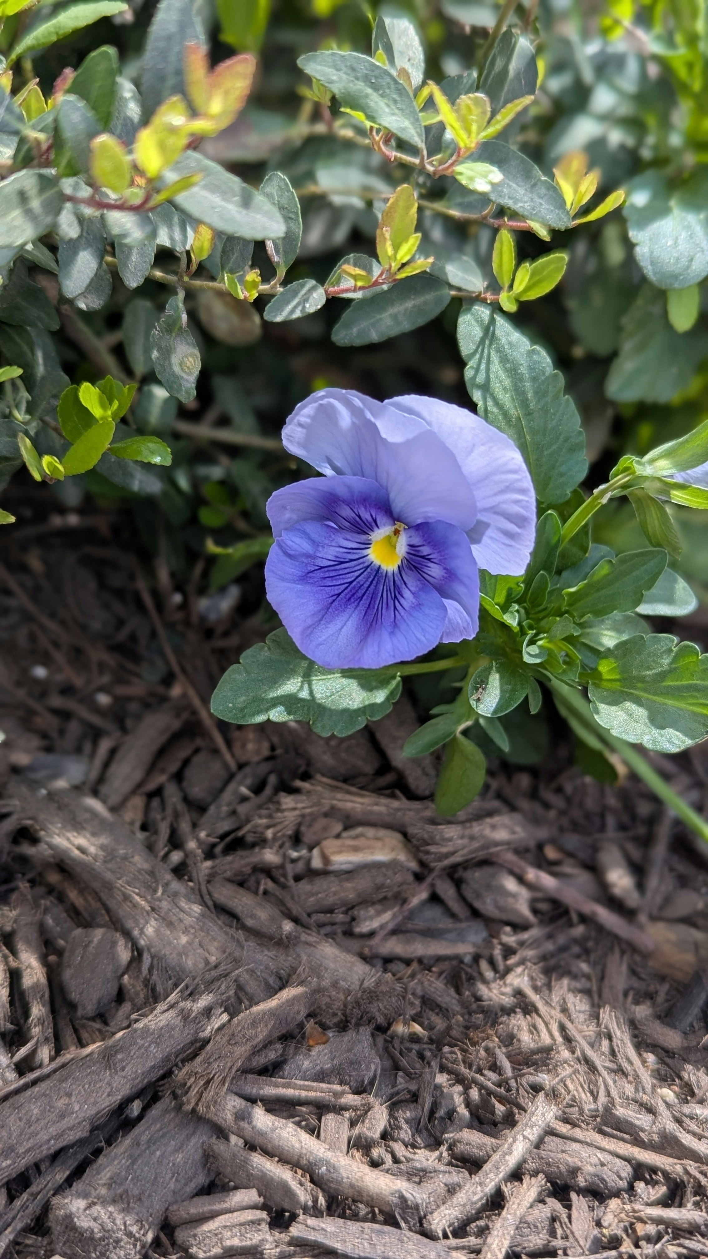 Blue Violet Pansy Amid Mulch and Greenery