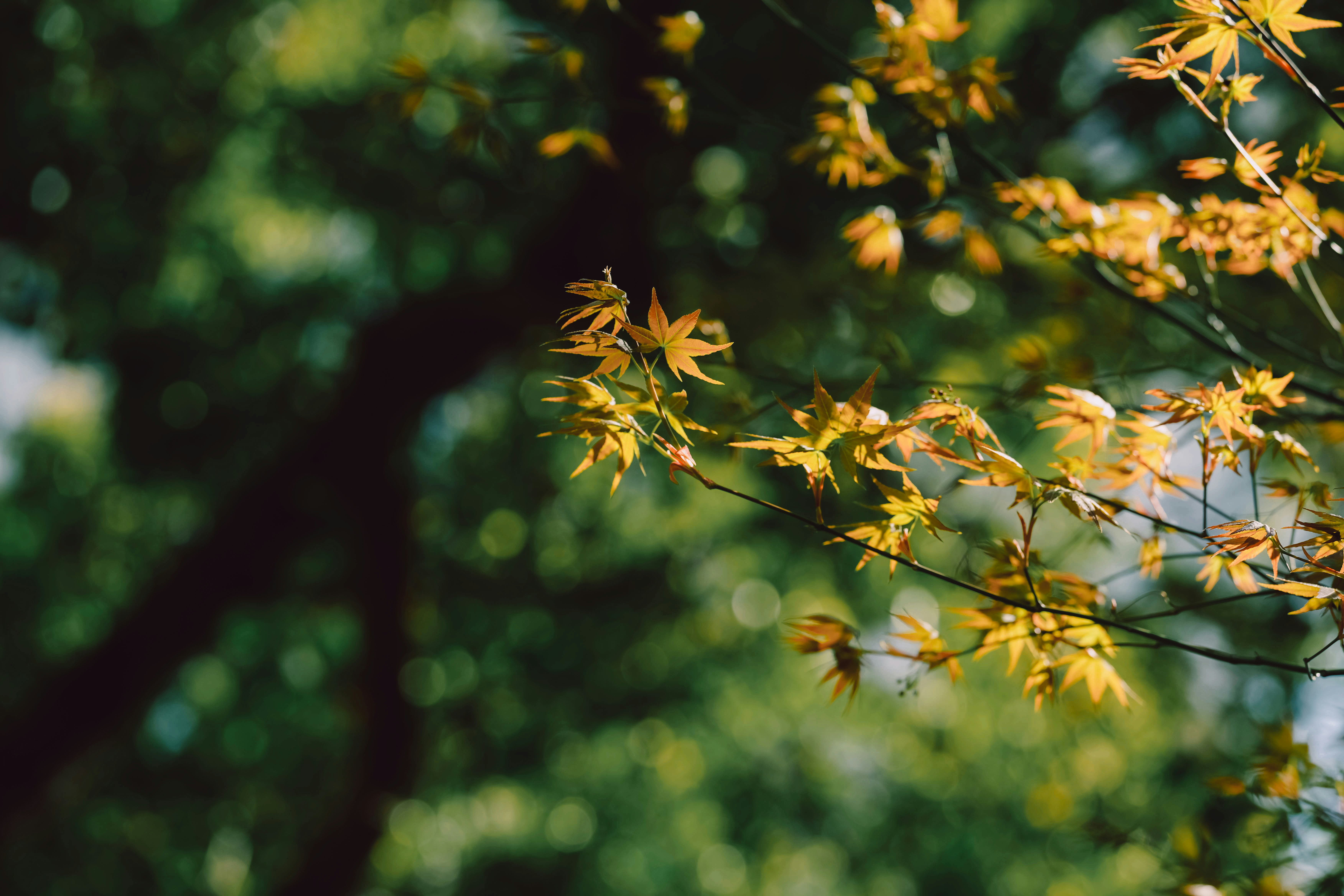 45,628+ Spring Leaves Pictures | Download Free Images on Unsplash