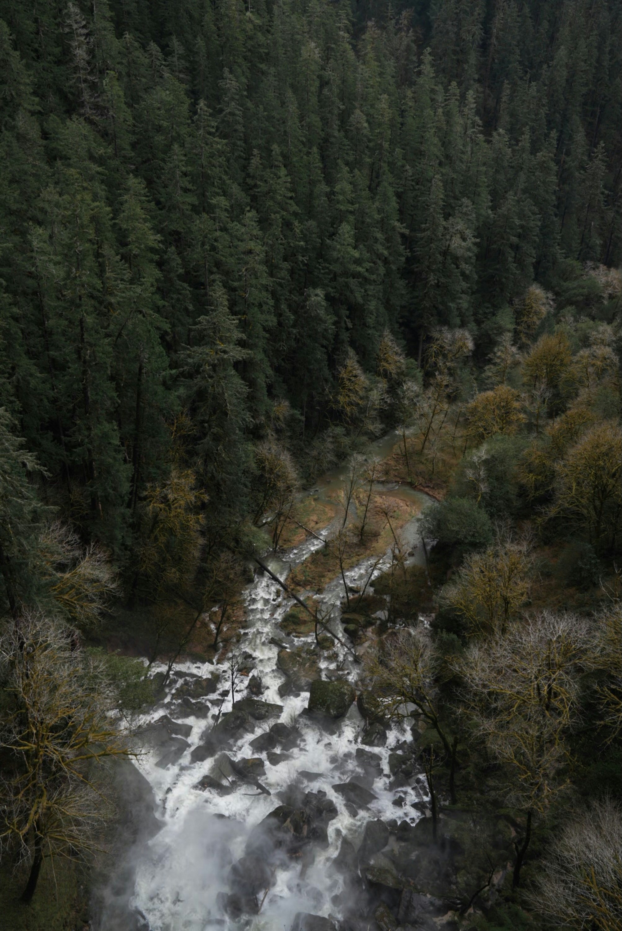 Rushing water flows through a dense forest, revealing a mix of vibrant greens and muted browns. The scene captures the dynamic interplay between nature's elements.