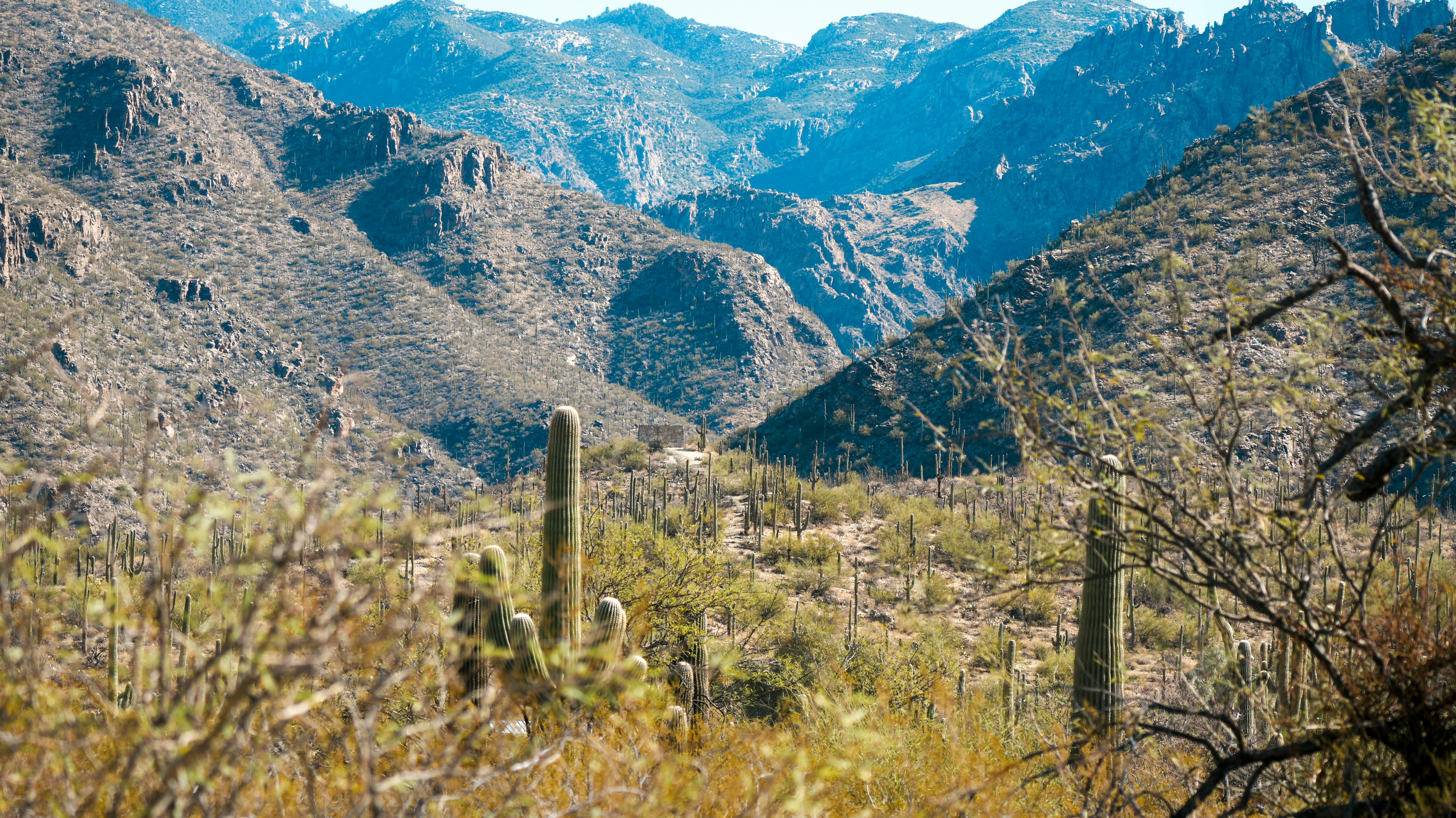 Desert Vista: Cacti Among Rugged Peaks