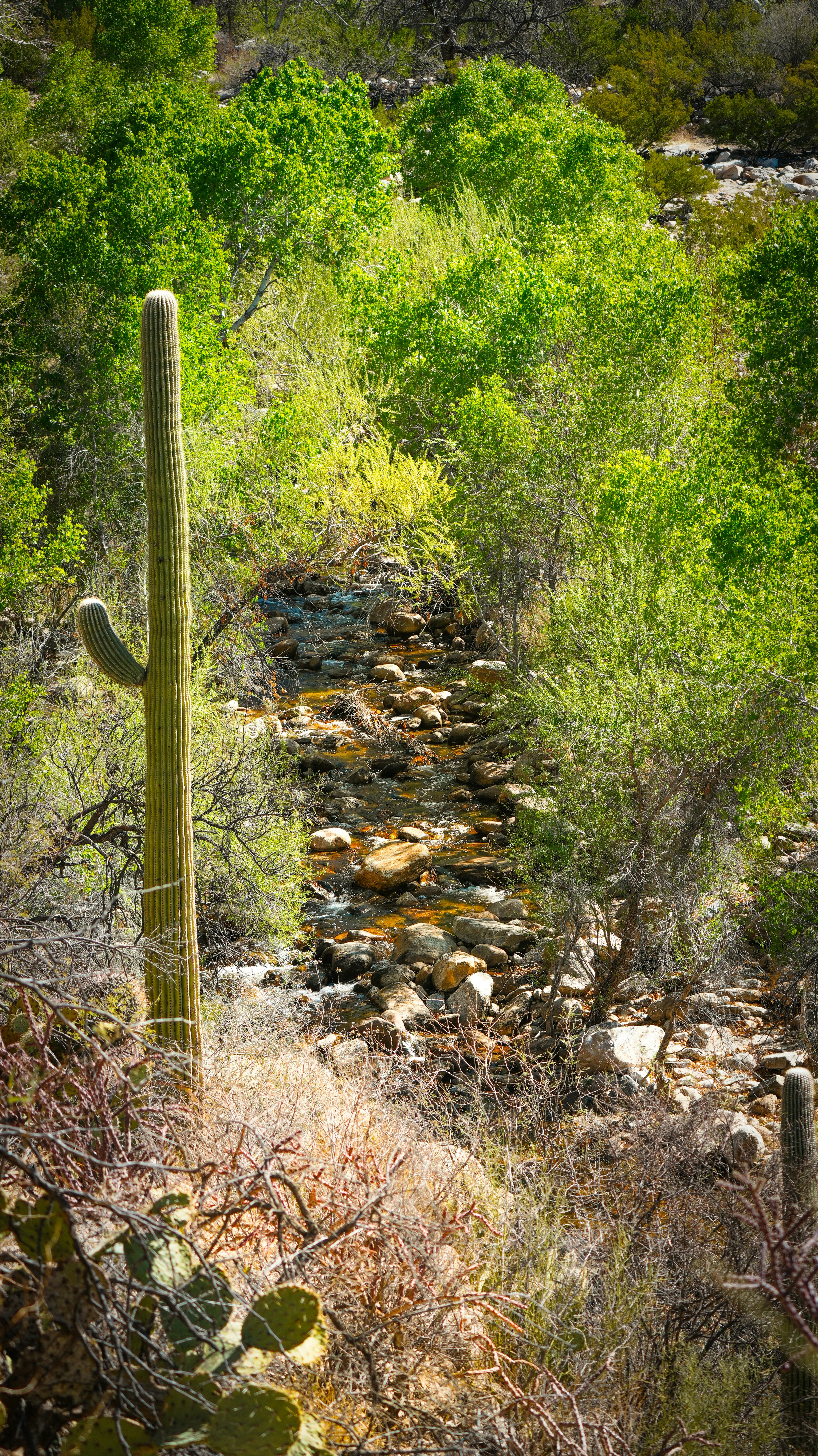 Cactus Sentinel Over a Sunlit Desert Creek