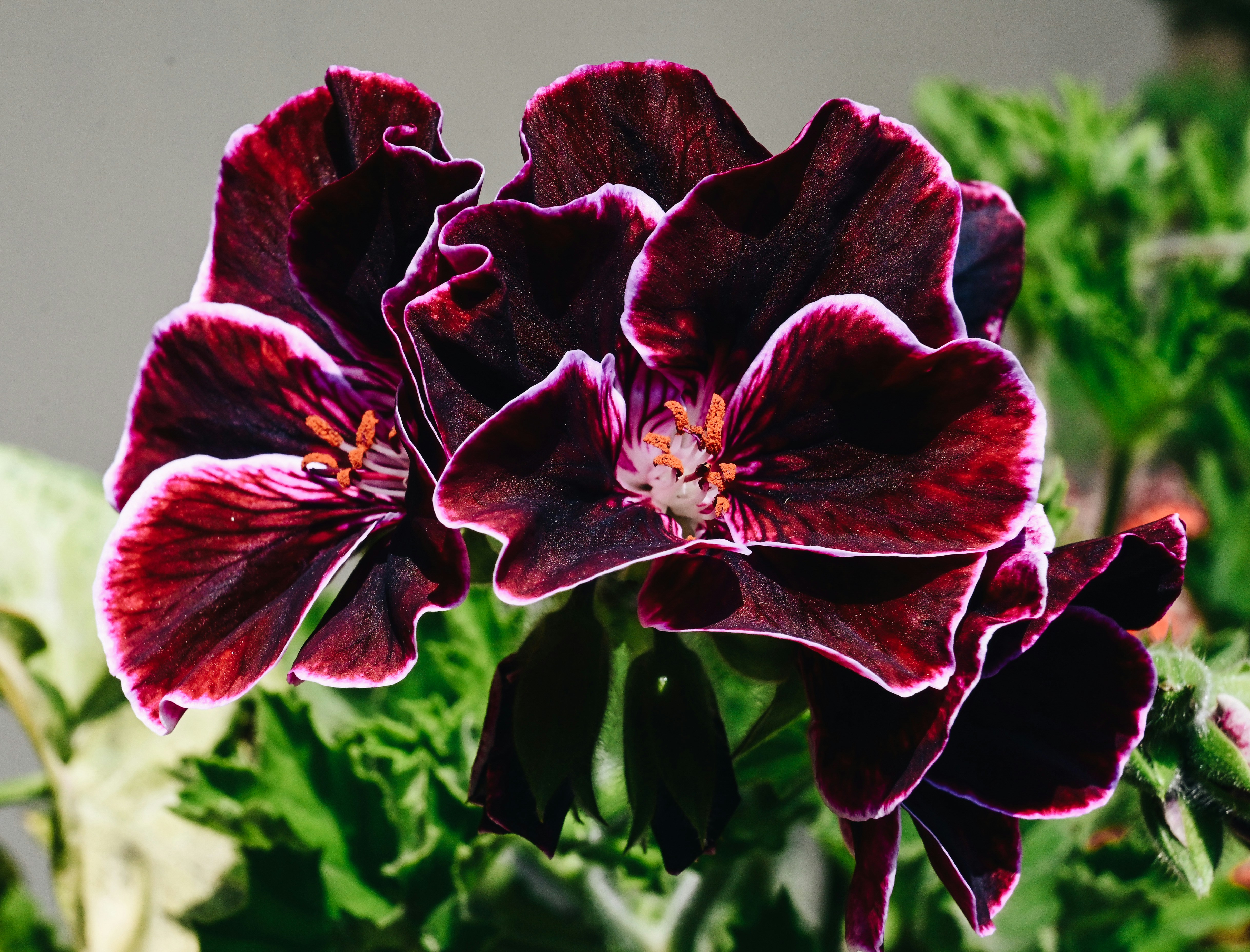 Velvet Carnations in Velvet Light
