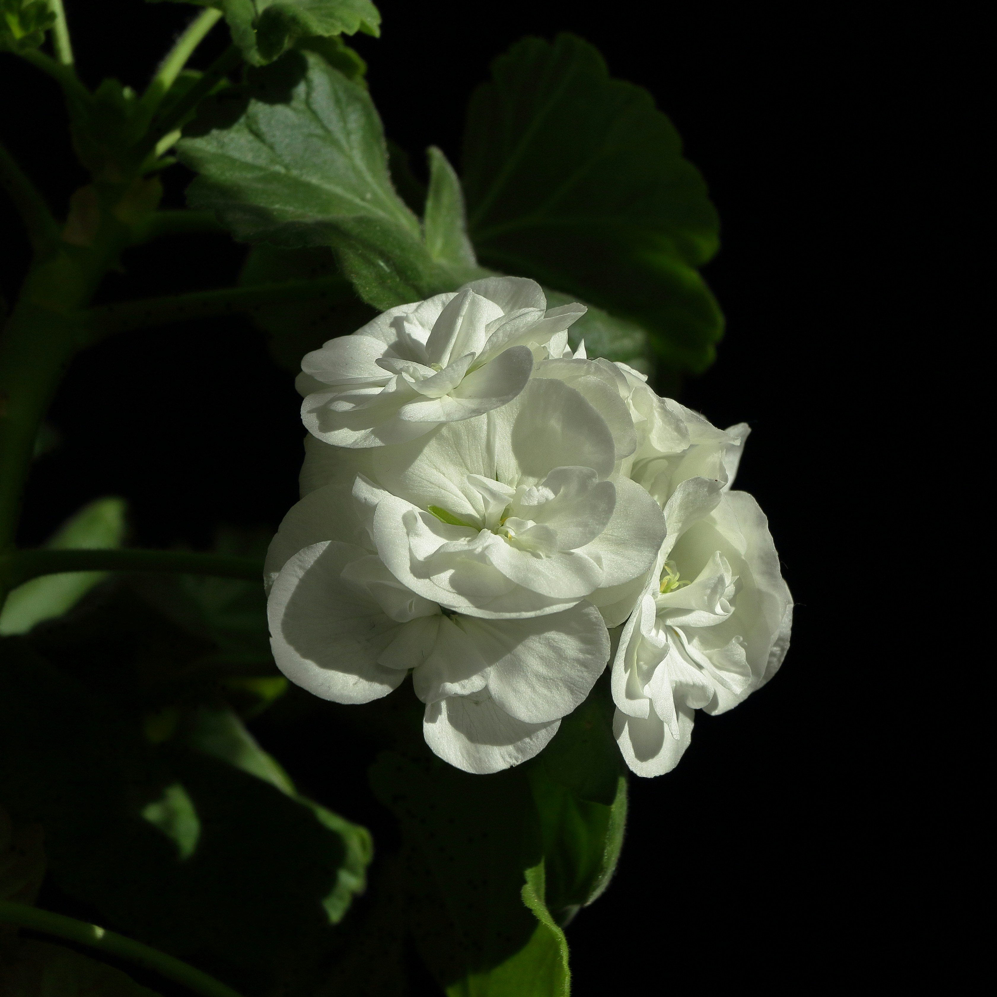 Spotlit White Hydrangea Against Velvet Darkness