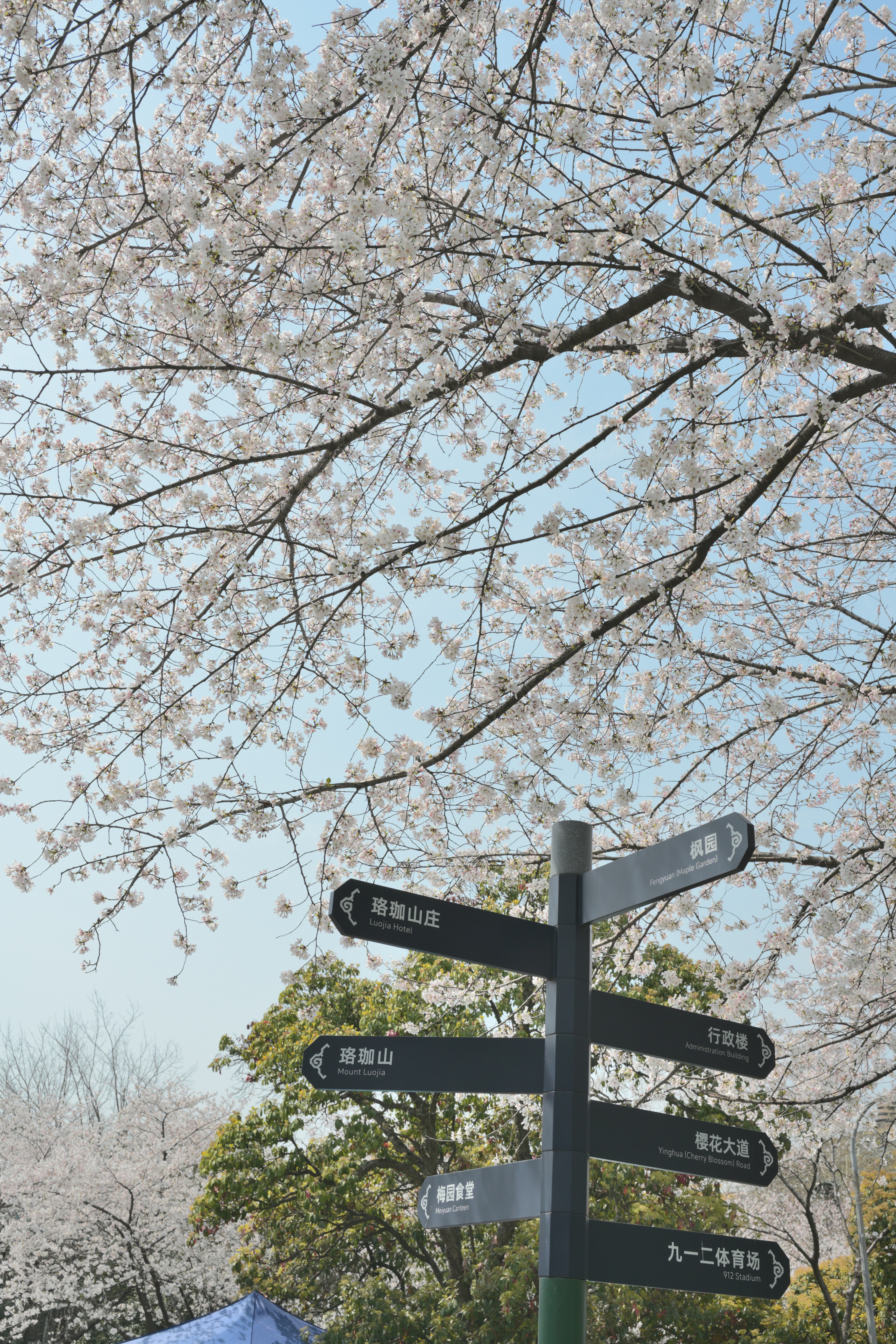 Crossroads of Spring: Signposts Beneath Sakura in Soft Noon Light