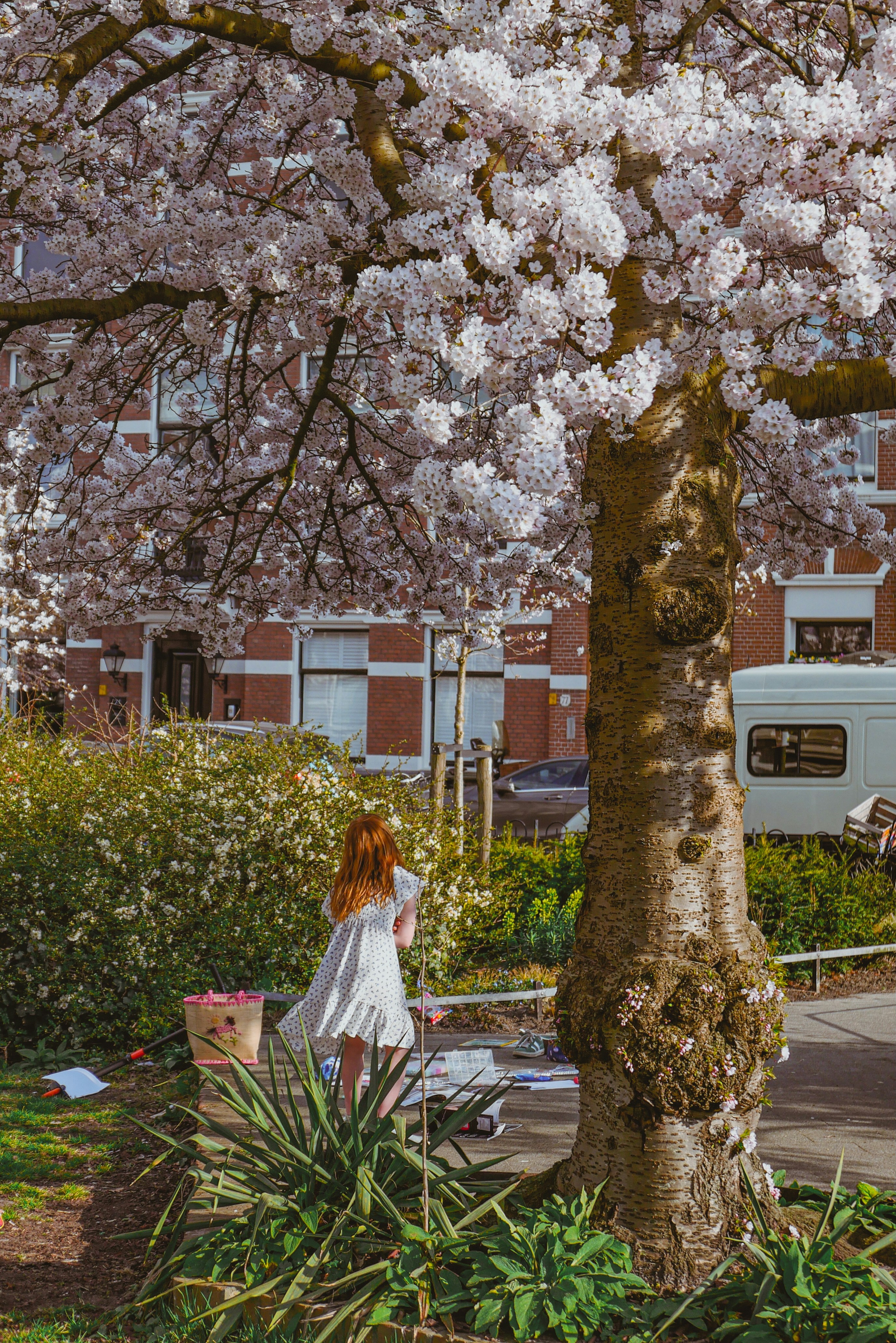 Cherry Blossom Overlook: A Quiet Moment Beneath the Blooming Street Tree
