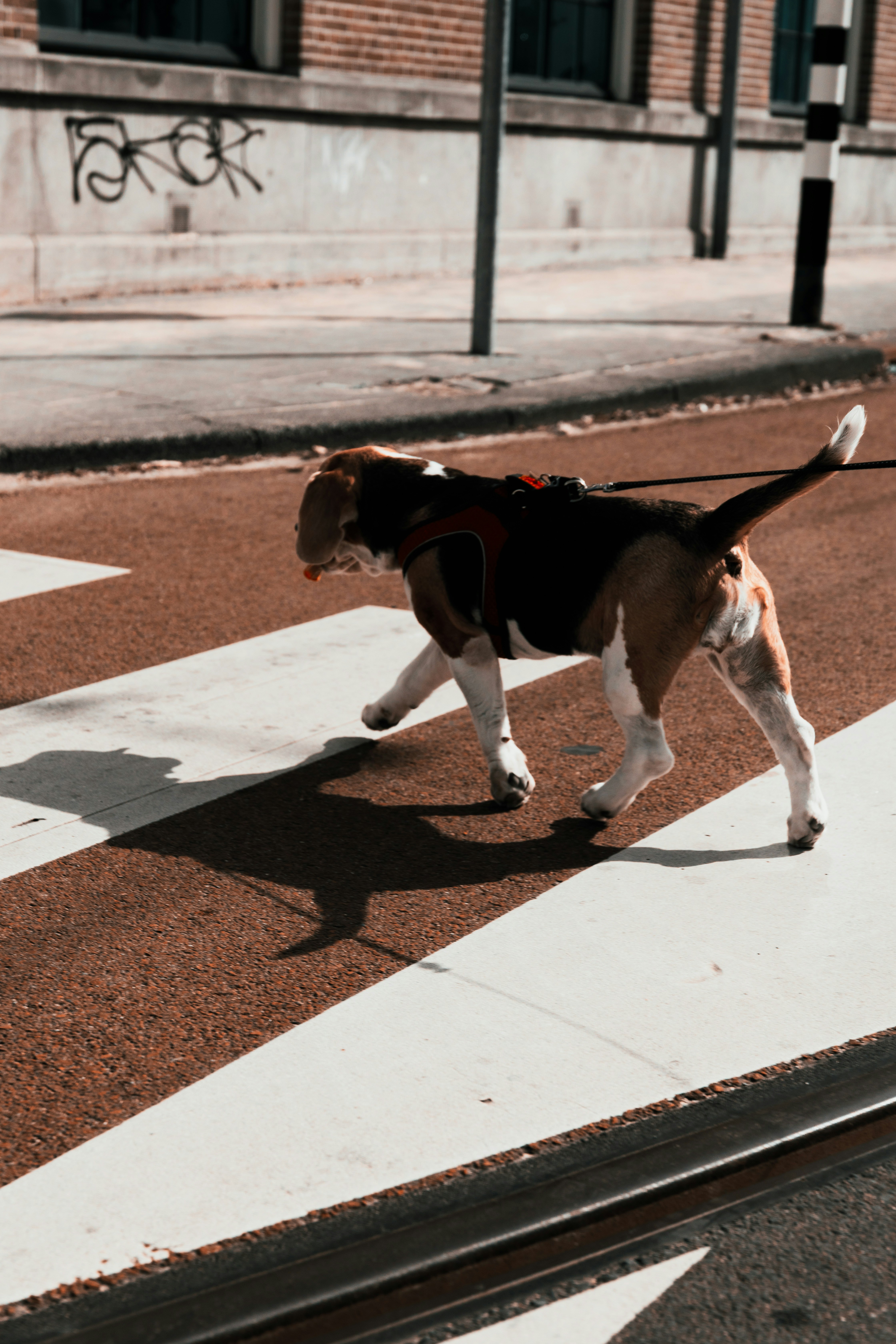 Streetbound Beagle: A City Crosswalk Chase Through Graffiti and Shadow