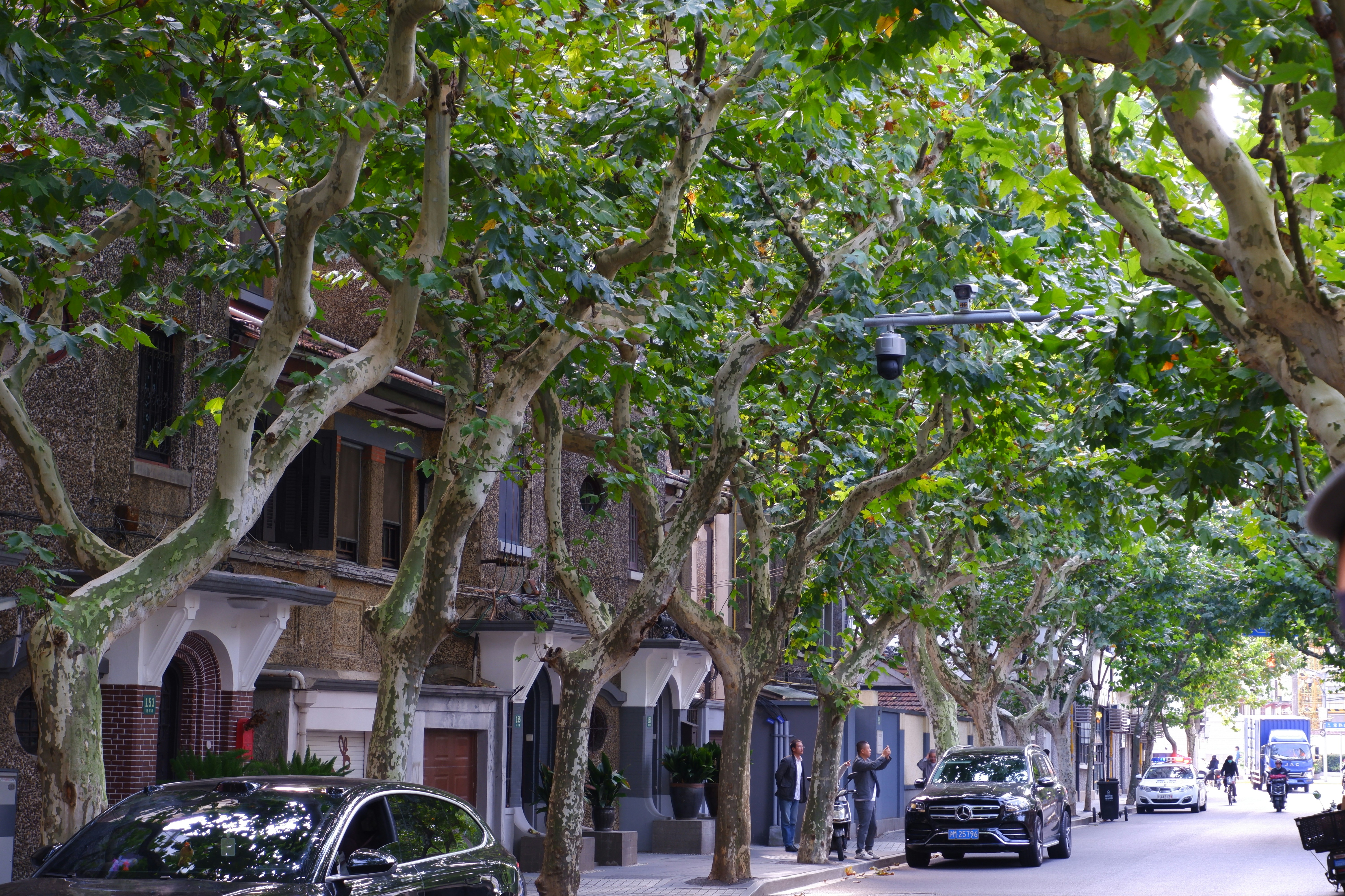 Tree-lined street with lush green foliage arching over parked cars and historic buildings.