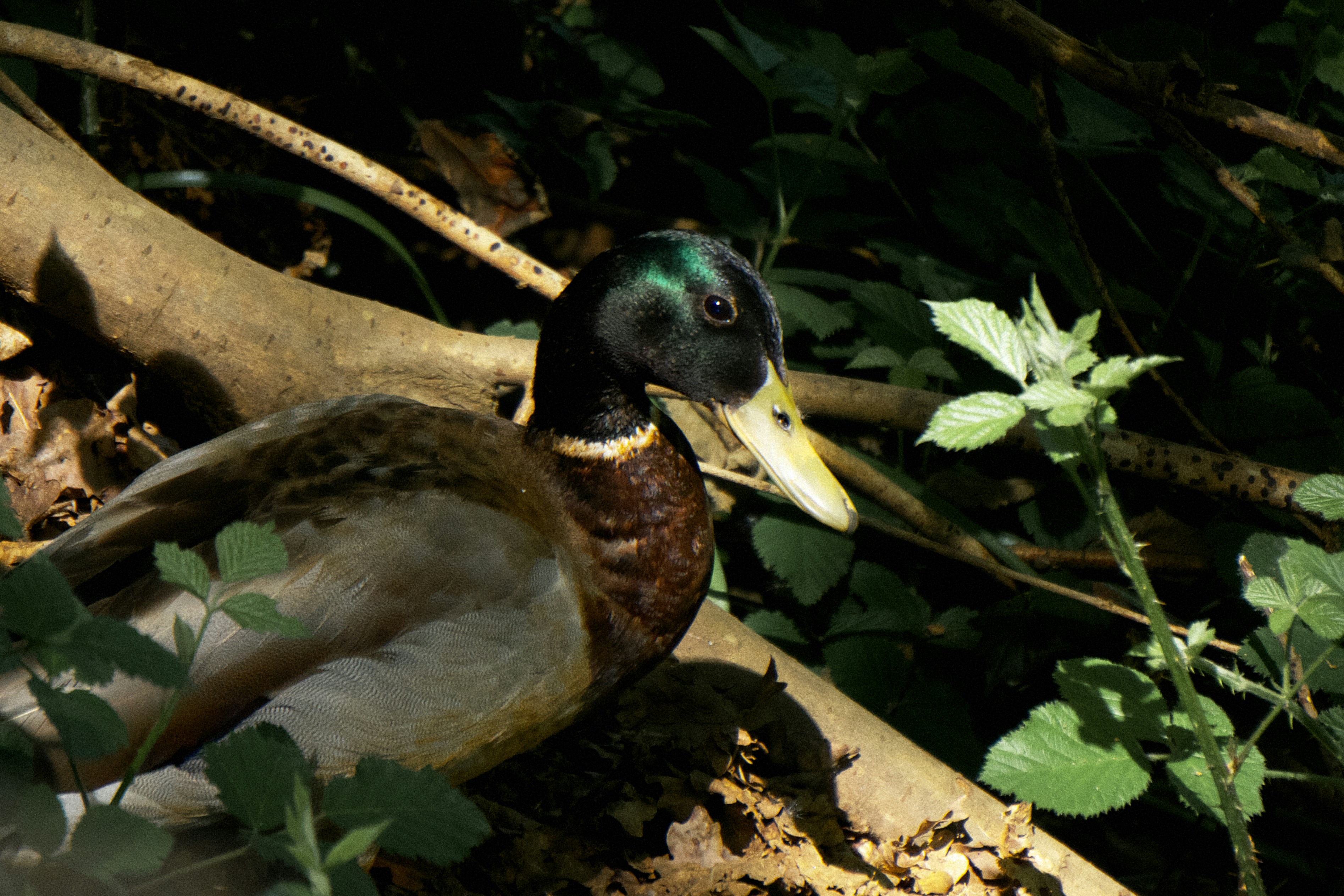Emerald-Crowned Mallard in a Forest Understory