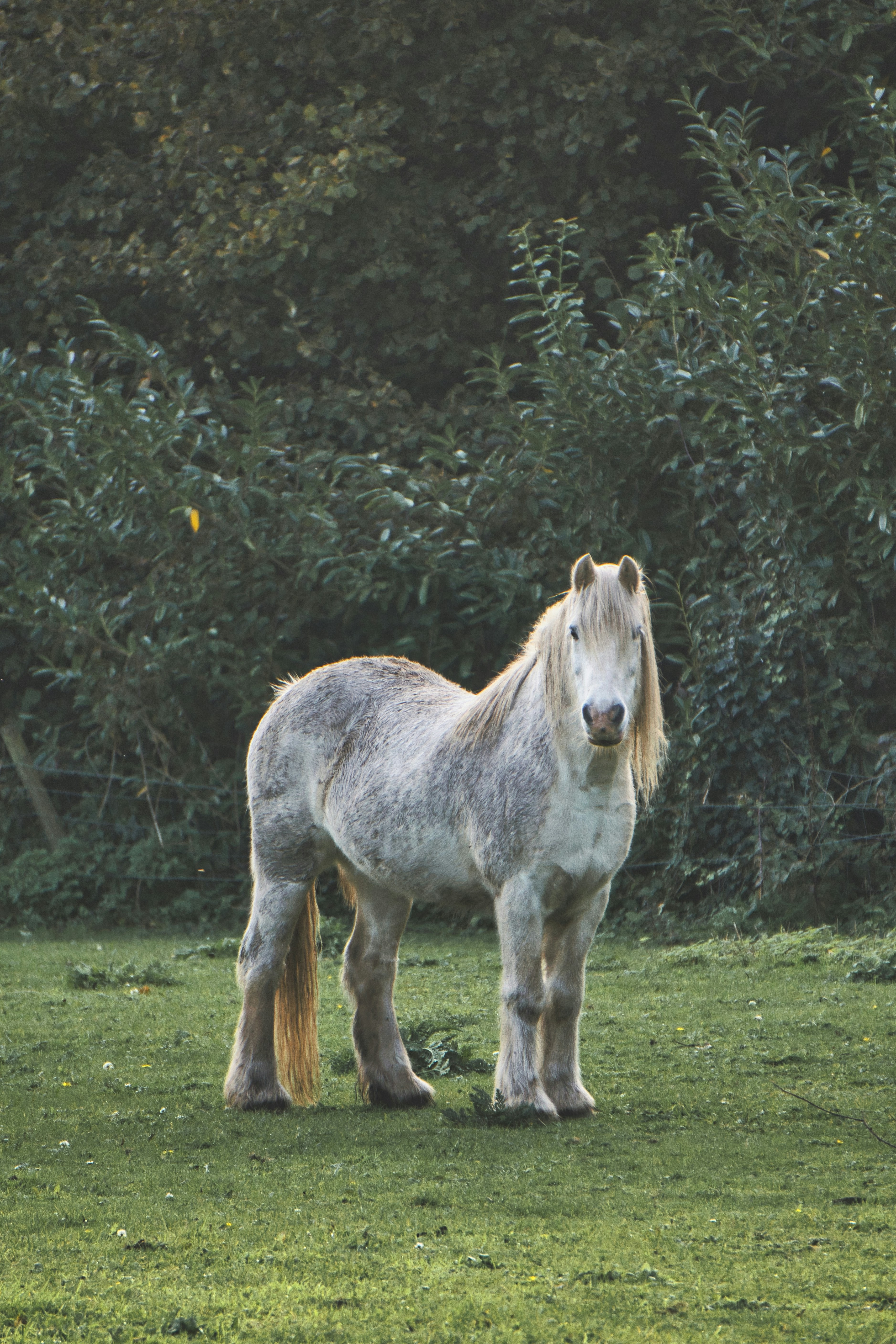 A serene gray horse stands gracefully in a lush green pasture, surrounded by soft foliage.