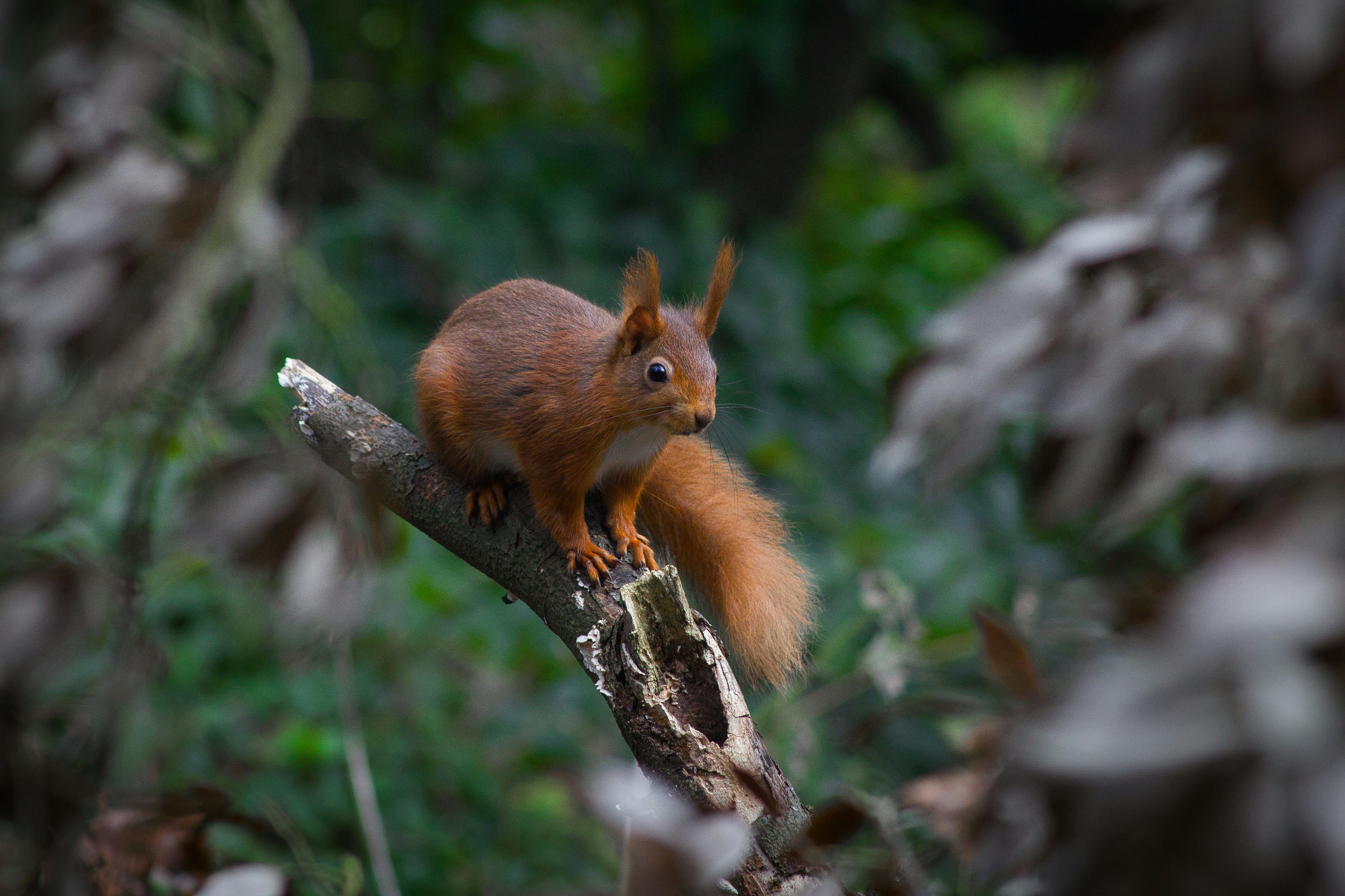 Red Squirrel Pictures | Download Free Images on Unsplash