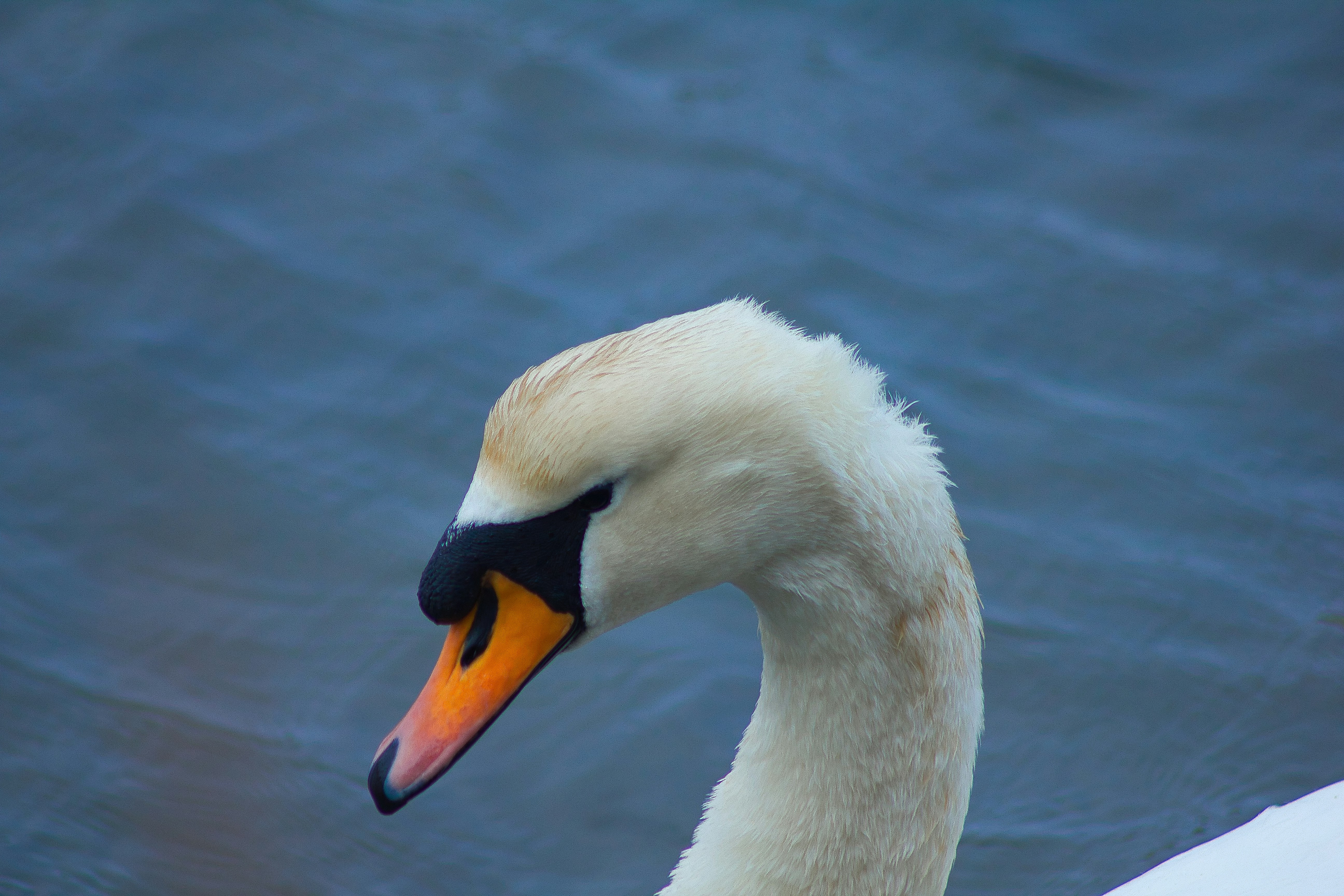 Swan with an orange beak gliding over rippling blue water.
