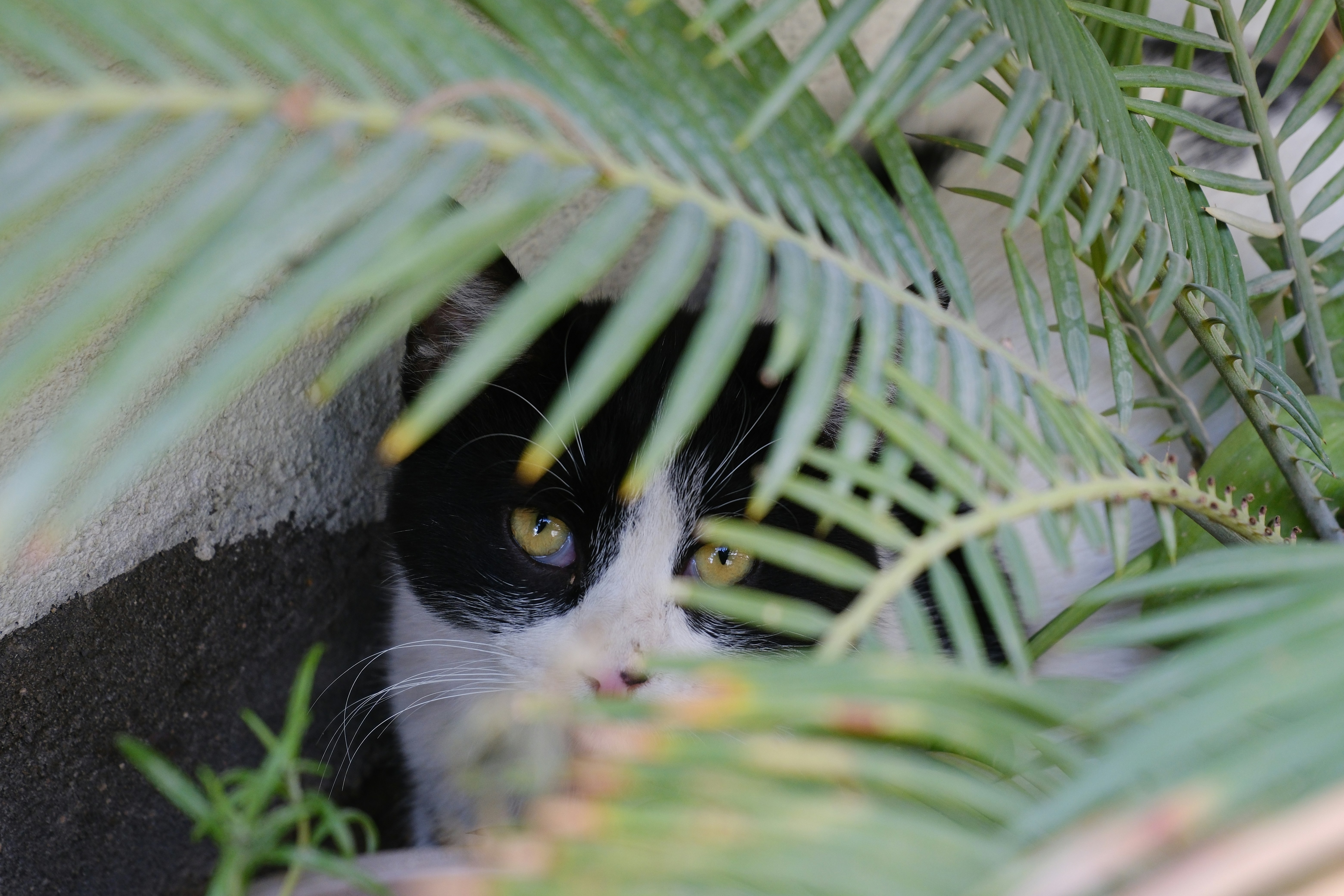 Between Palm Veils: a Cat's Quiet Gaze