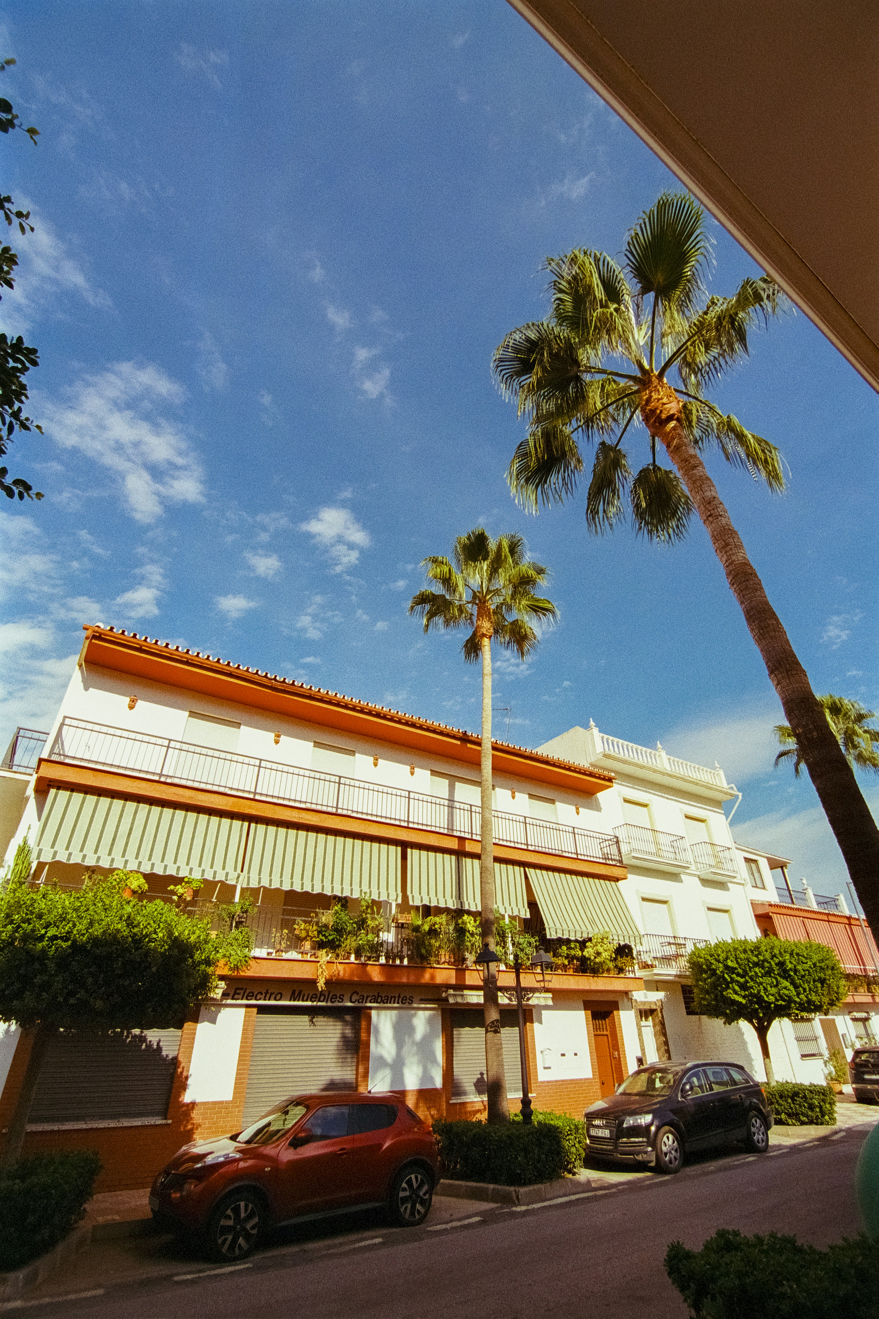 Palm-Lined Avenue Under a Coastal Blue Sky