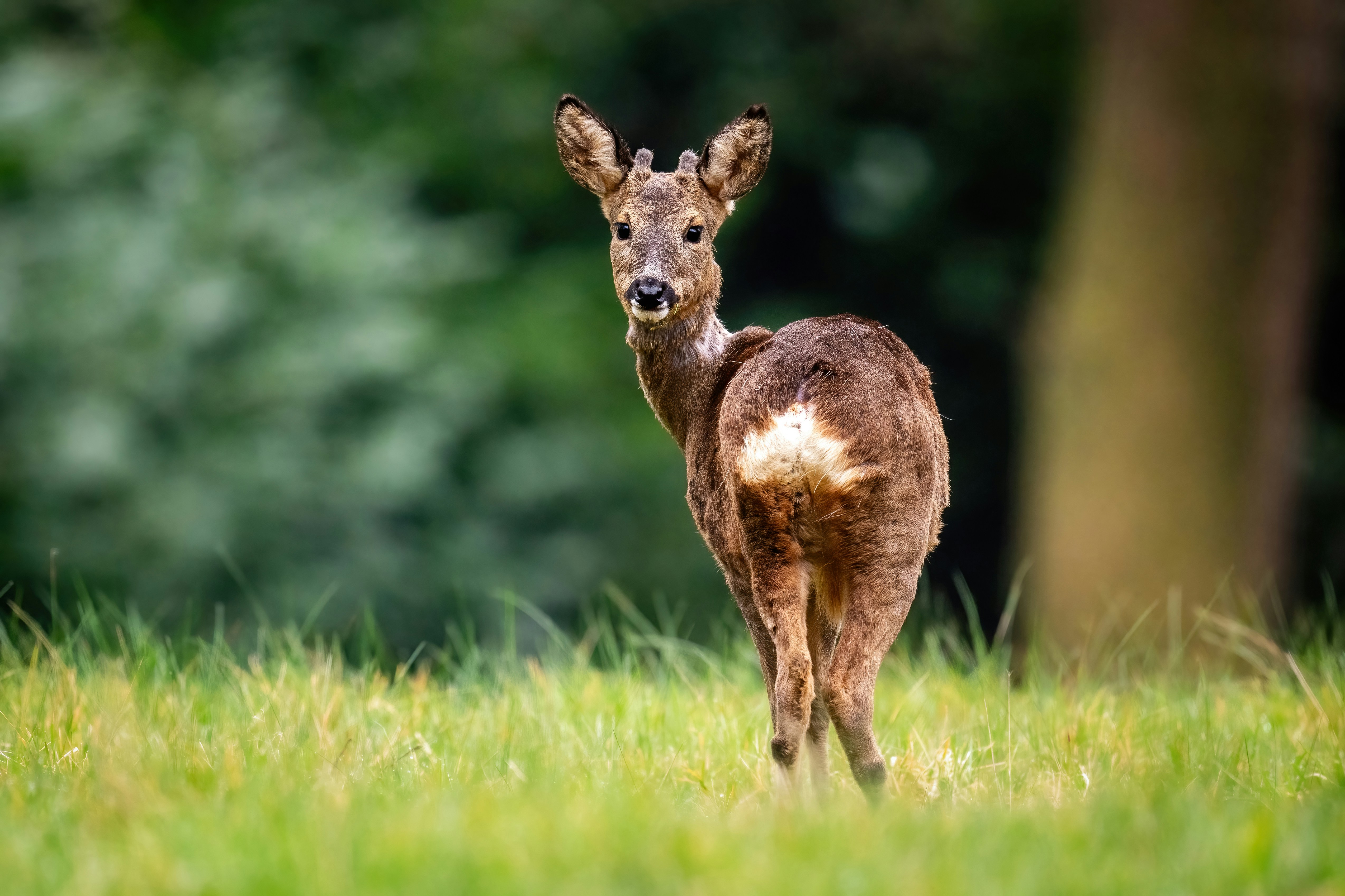 A deer looks back at the camera in a field. photo – Free Roe deer Image ...