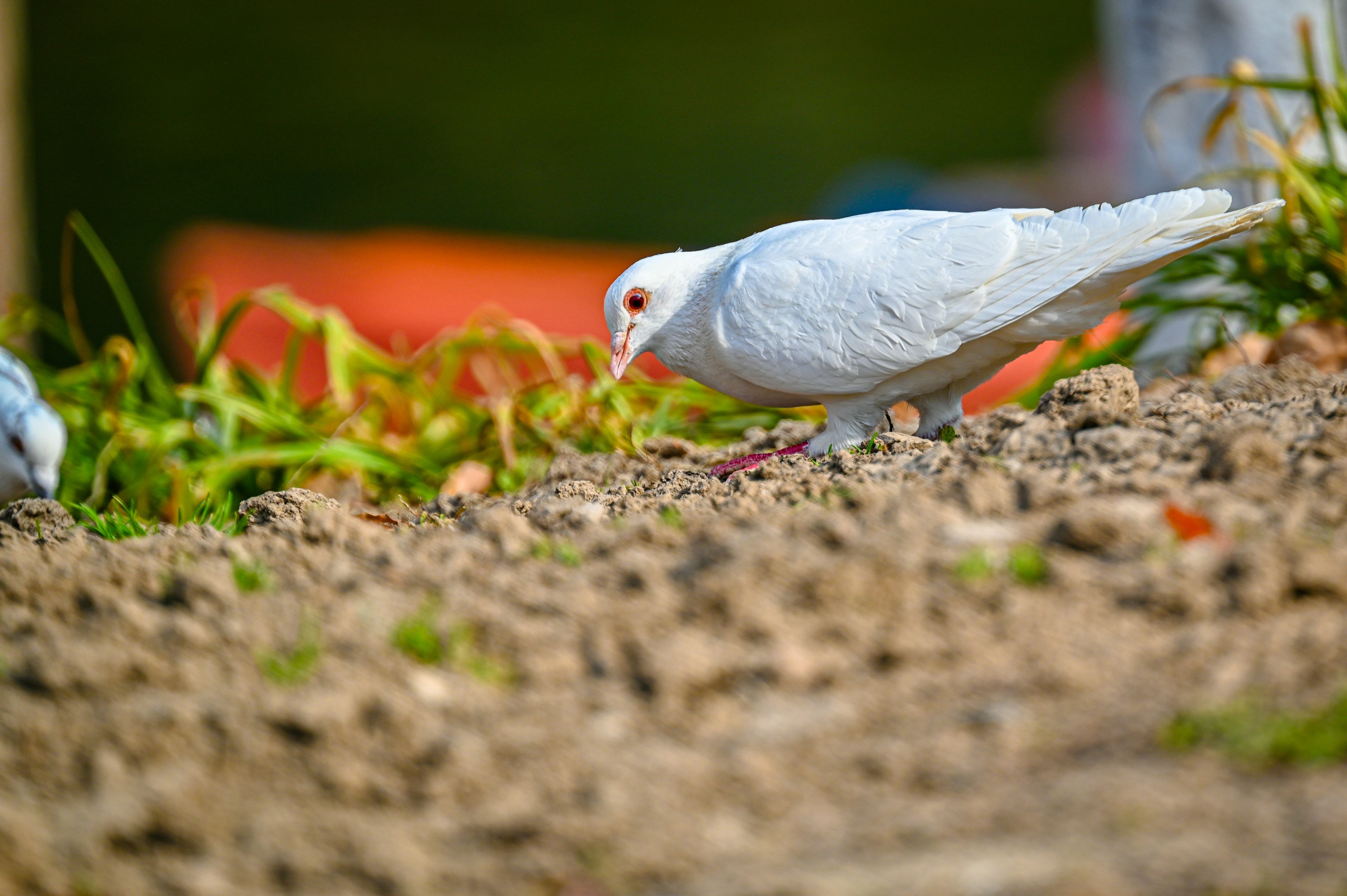 White Dove on a Gravel Edge: Quiet Focus Under Warm Outdoor Light