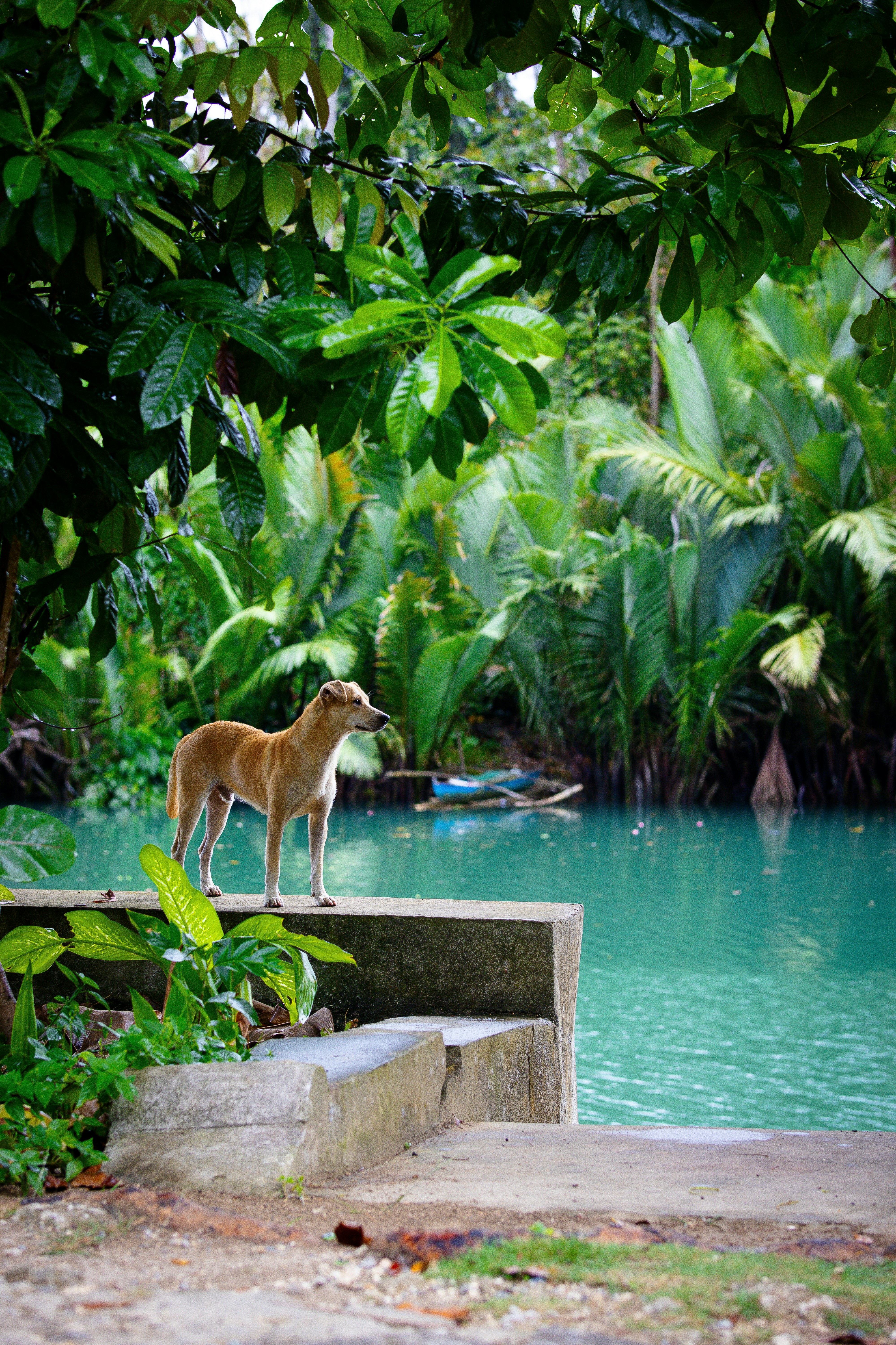 Verdant Sentinel by the Turquoise Lagoon