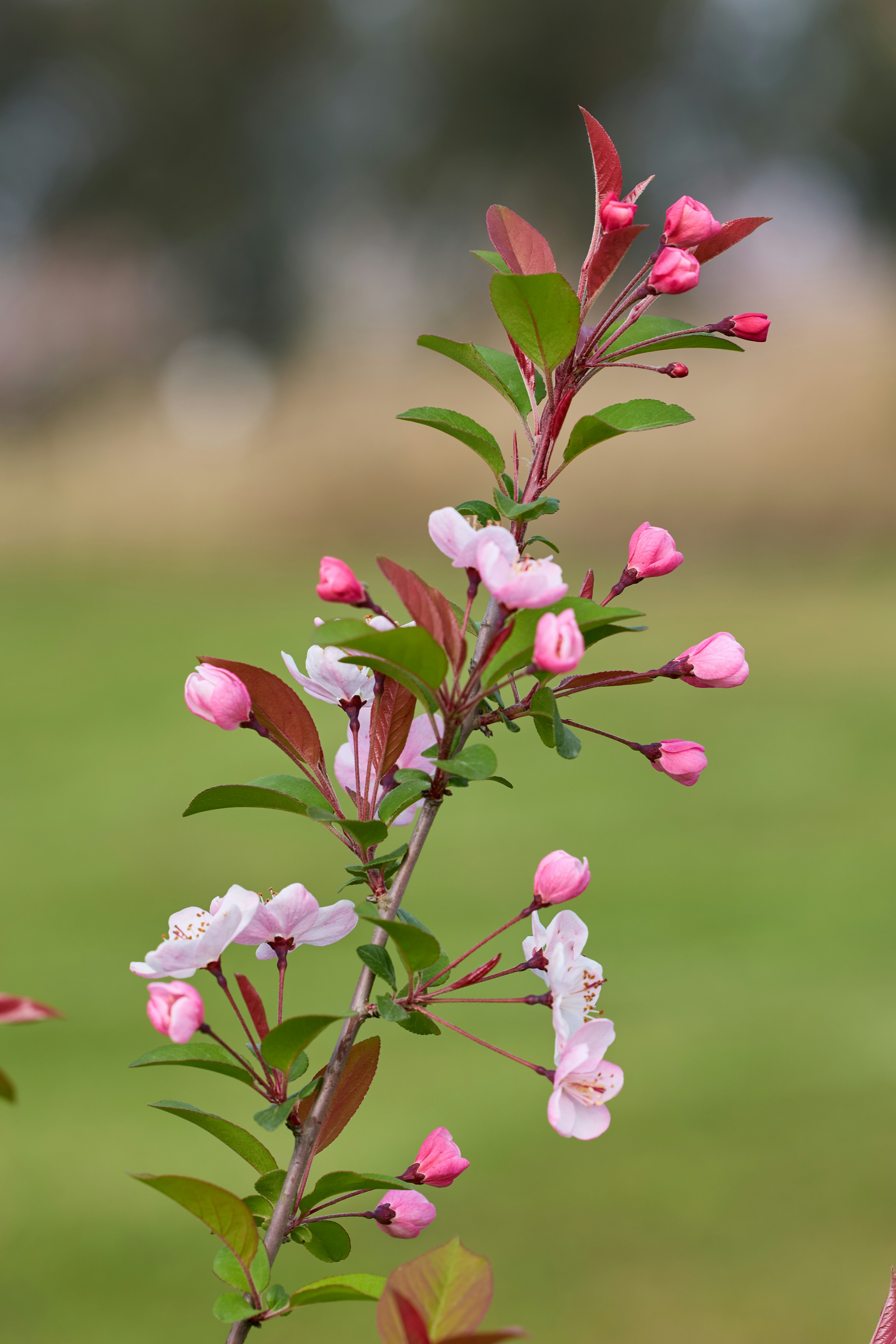 Pink Blooms on a Vine: Delicate Spring Growth