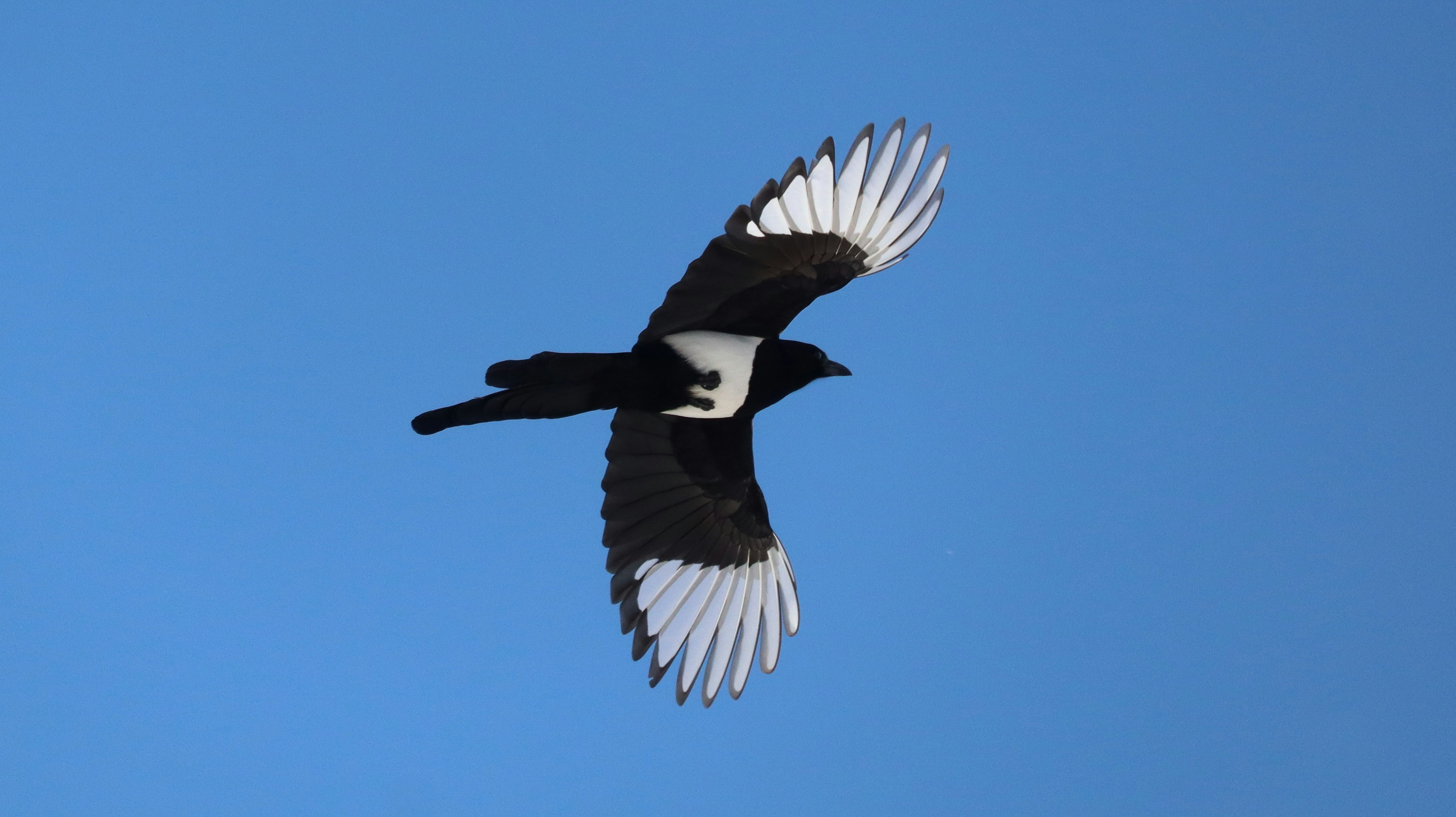 Wingbeat in a cobalt canopy