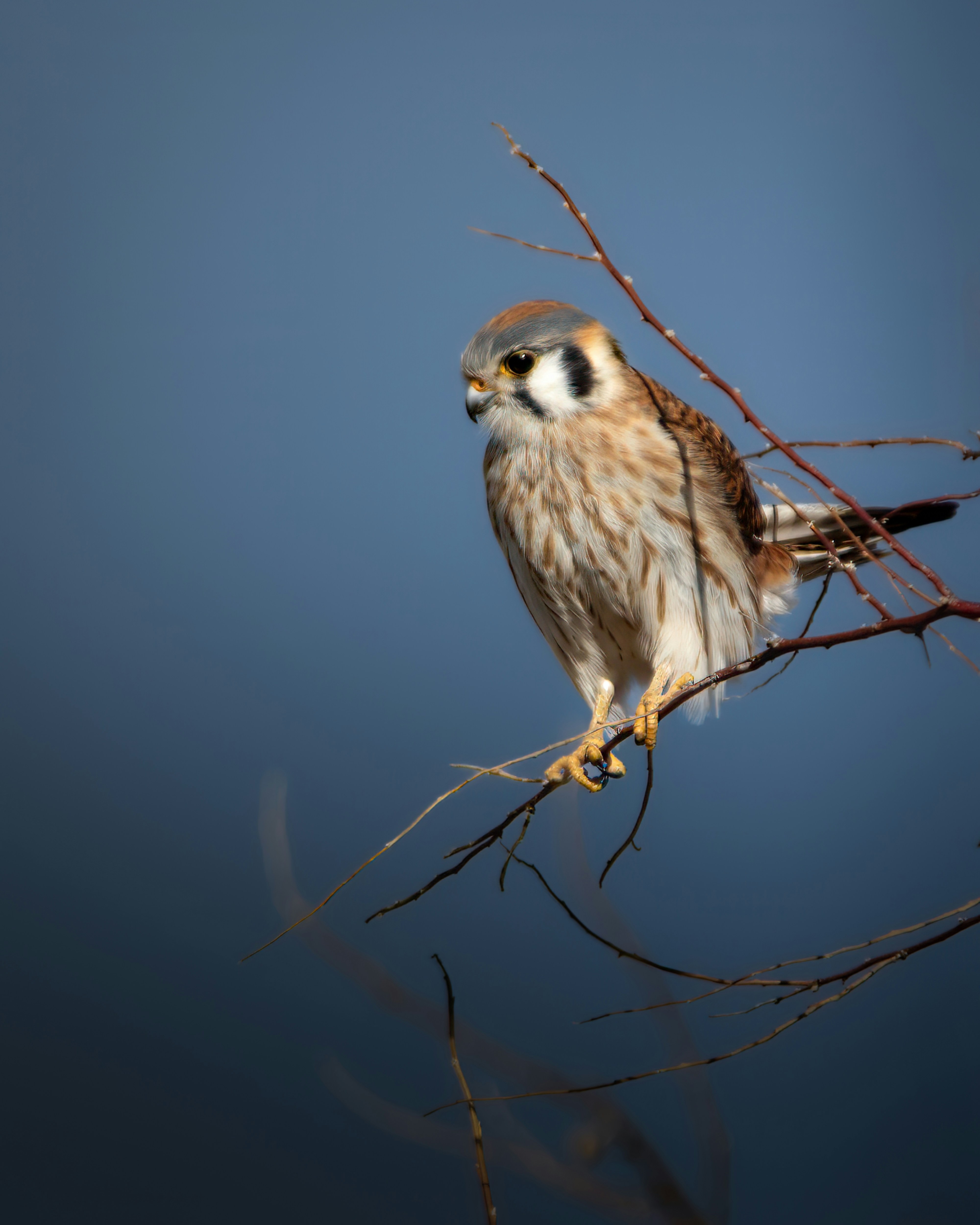 Kestrel's Perch Against a Tranquil Sky