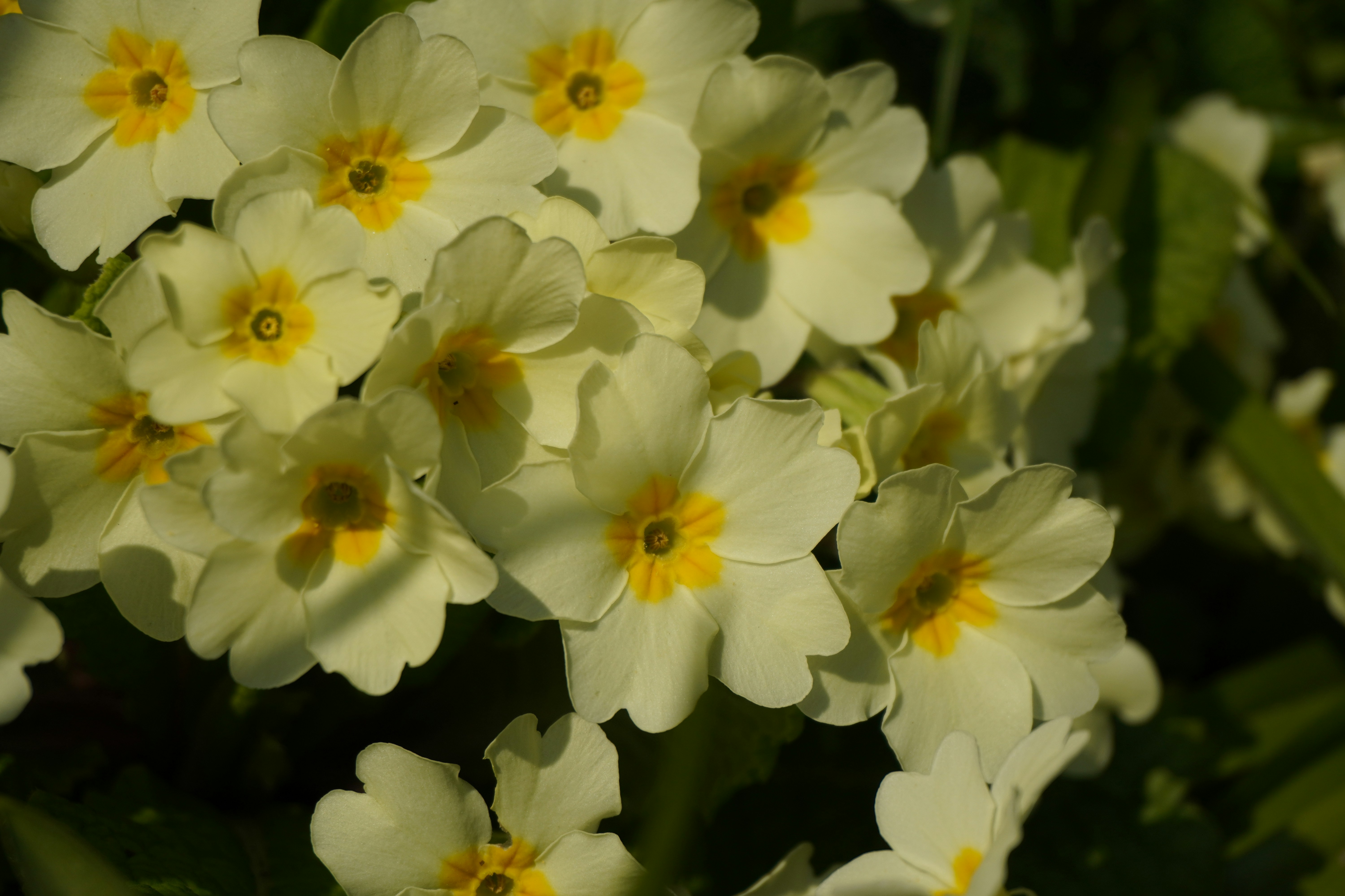 Yellow and white primroses bloom beautifully. photo – Free Flower Image ...