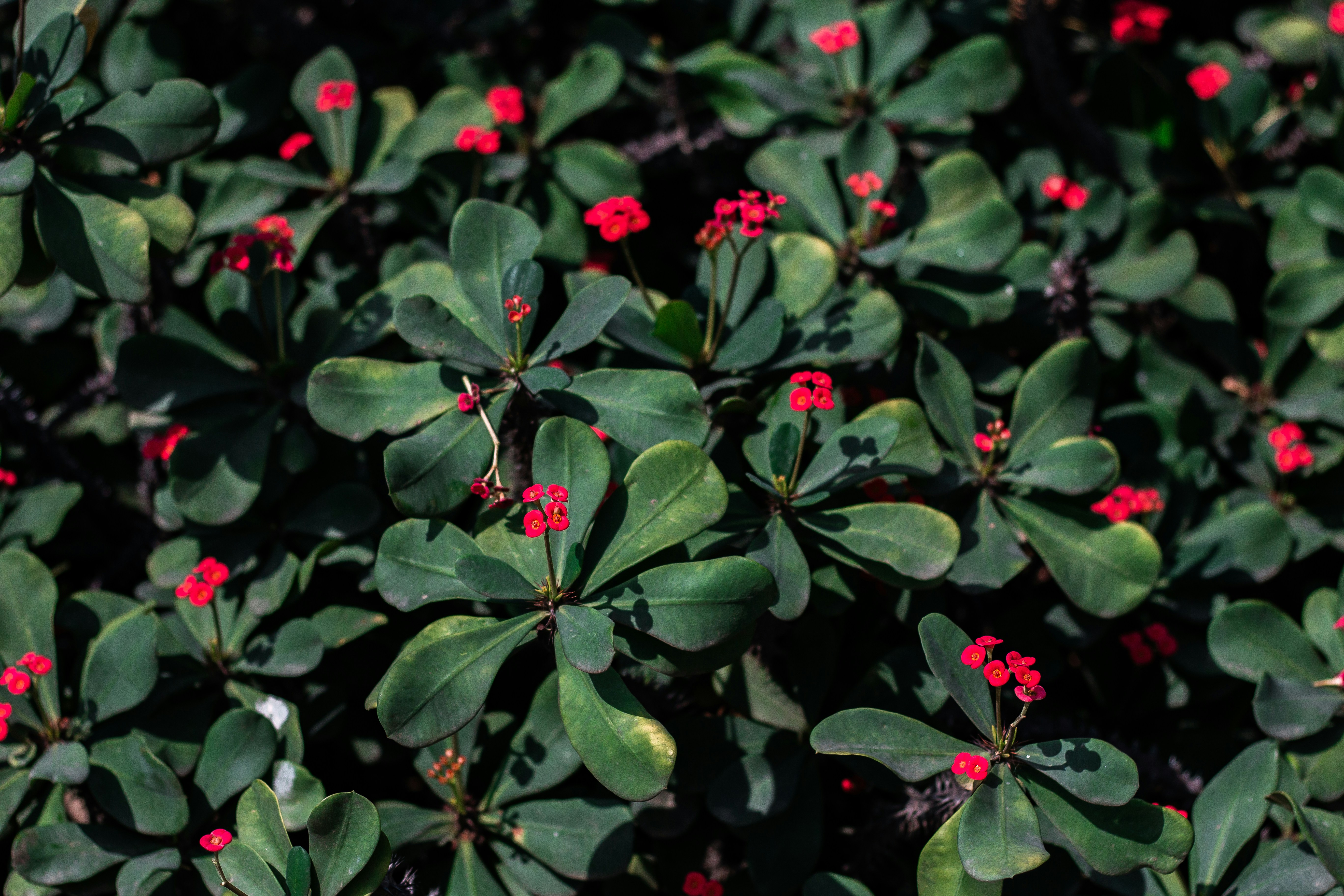 Close-Up: Crimson Clusters on Velvet Evergreen Foliage