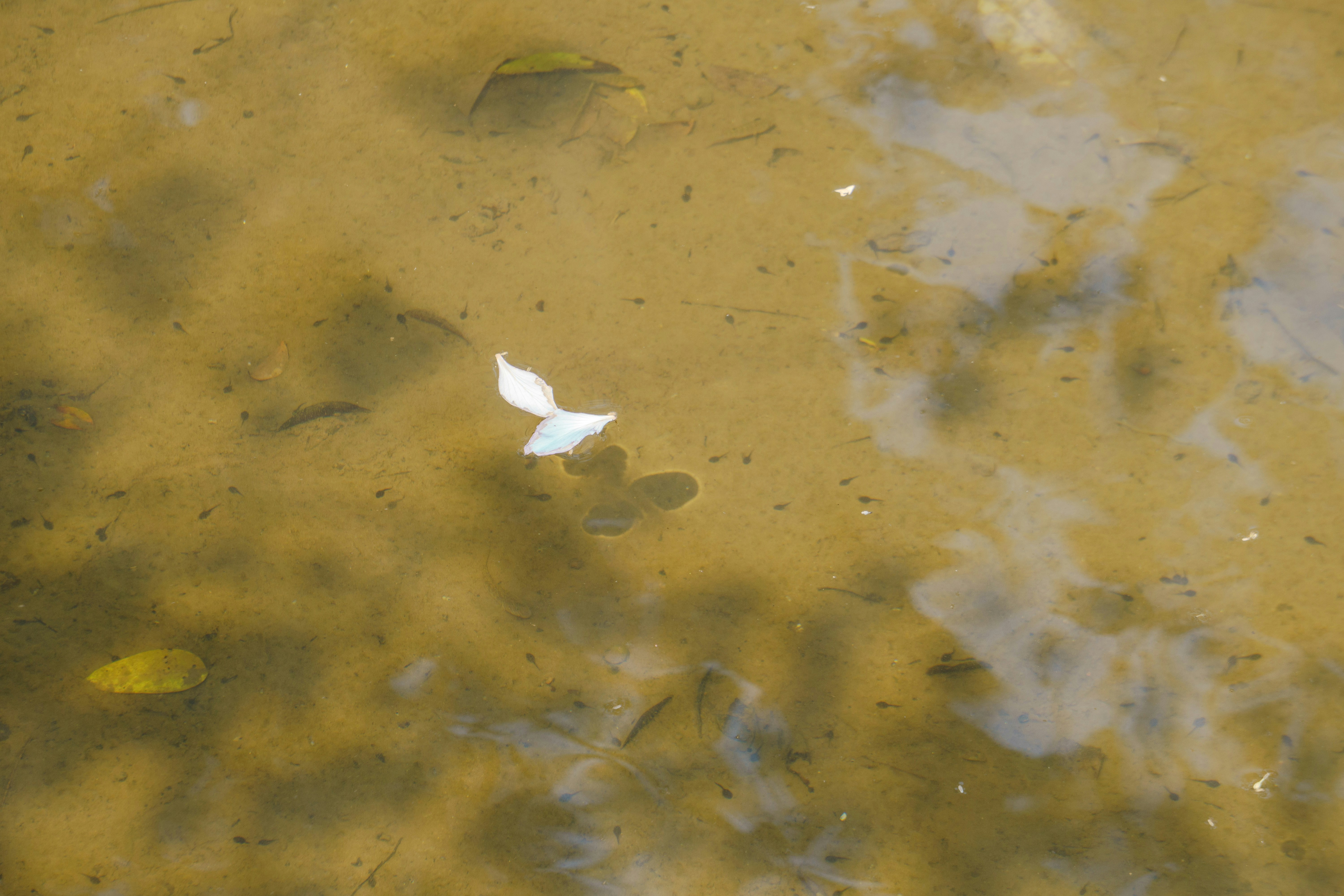 Drift of a White Feather Across an Amber Pond