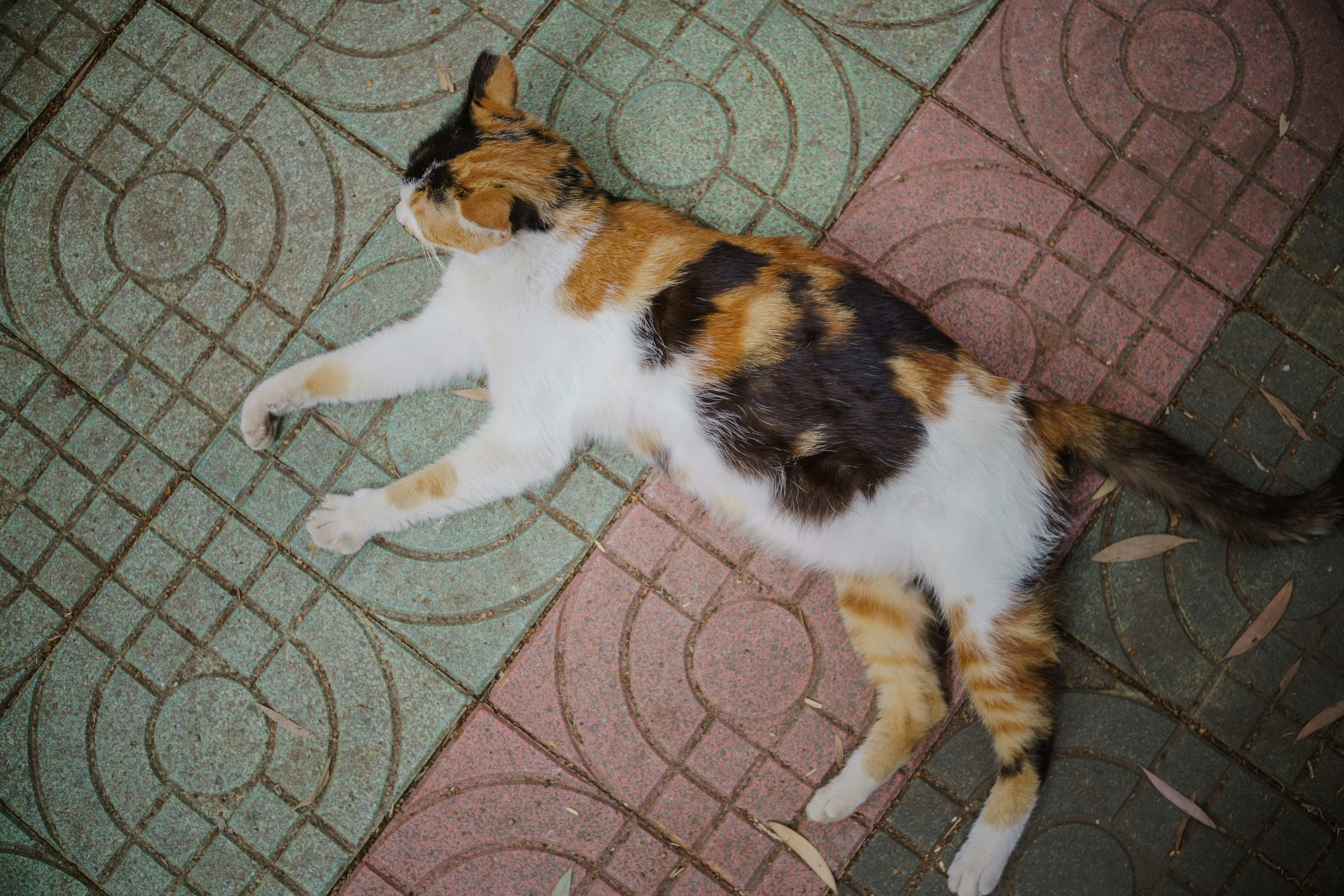 A calico cat rests on a tile floor. photo – Free Cat Image on Unsplash