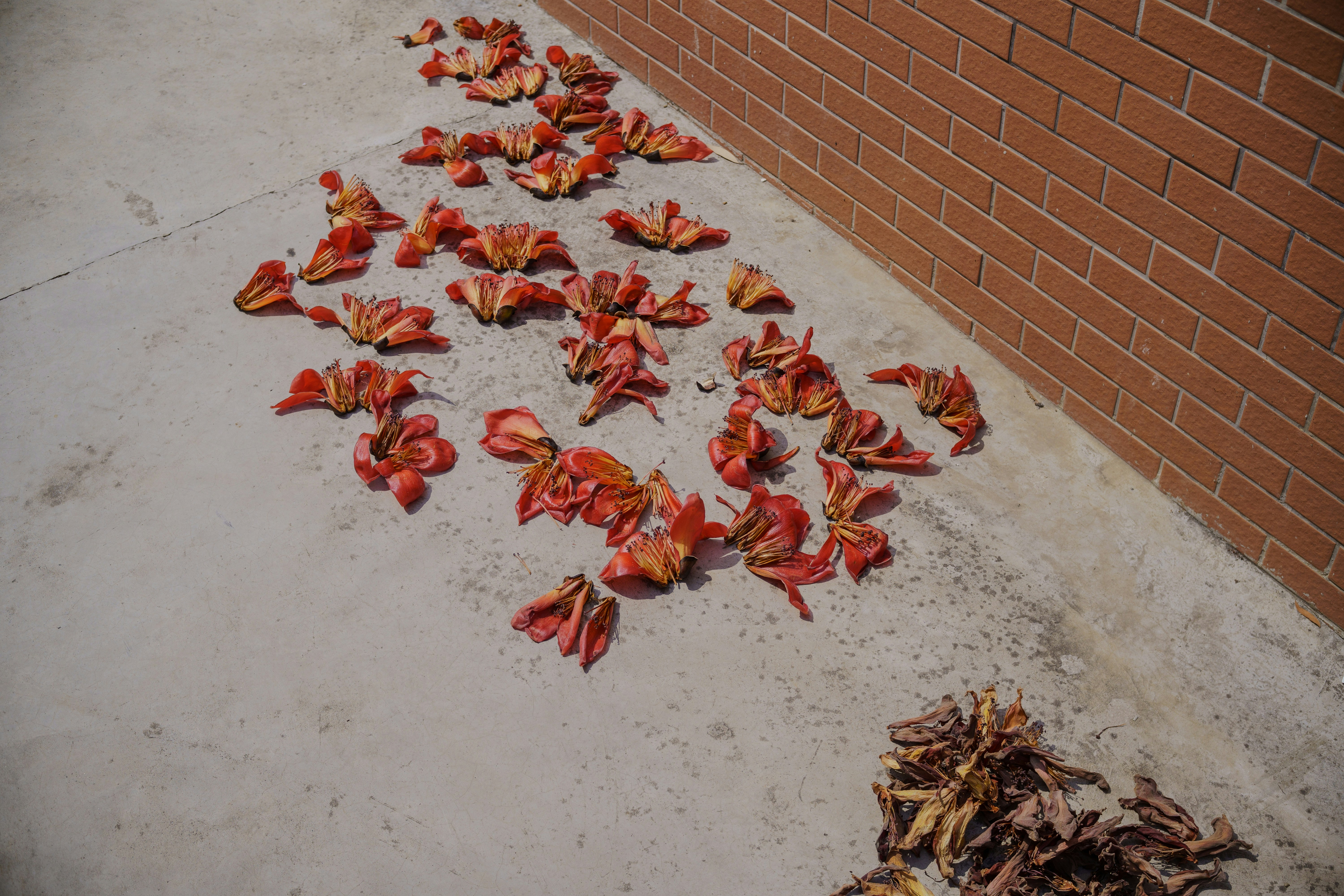 Red-Leaf Ensemble by a Brick-Walled Concrete Walkway