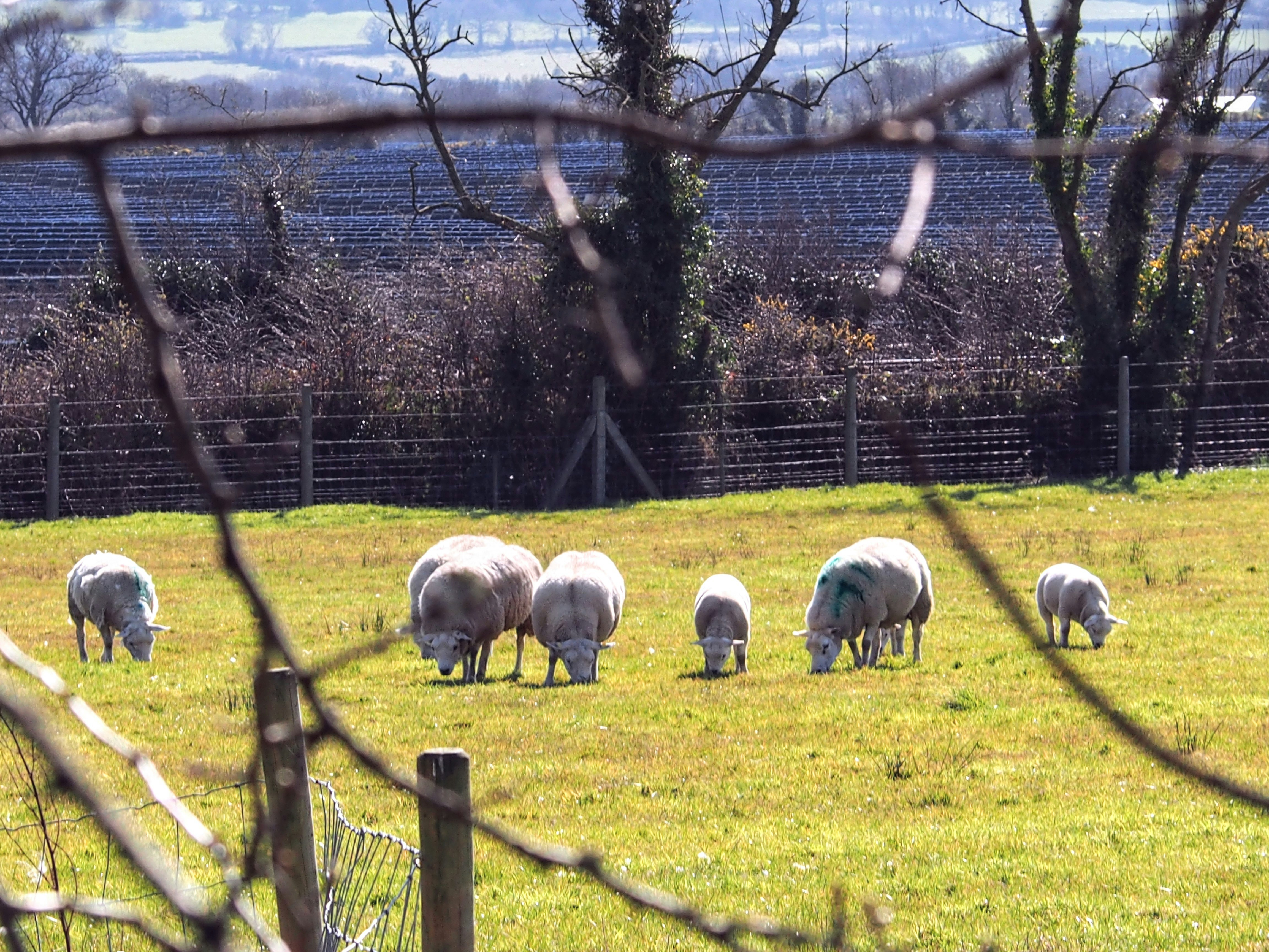 Sheep graze on a lush green pasture with a solar farm in the background under warm sunlight.