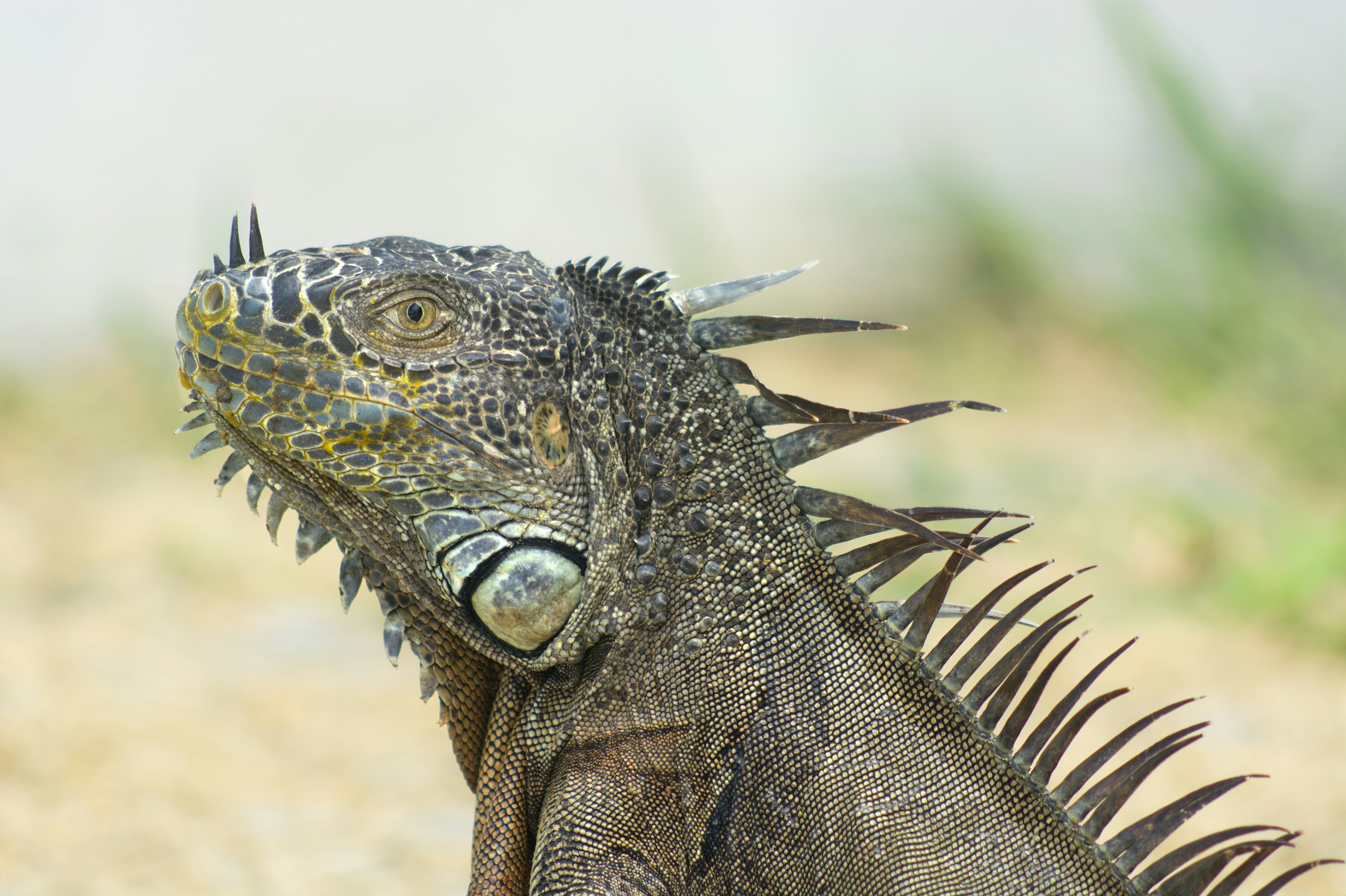 Iguana with textured scales and spiky crest against a soft-focus background.
