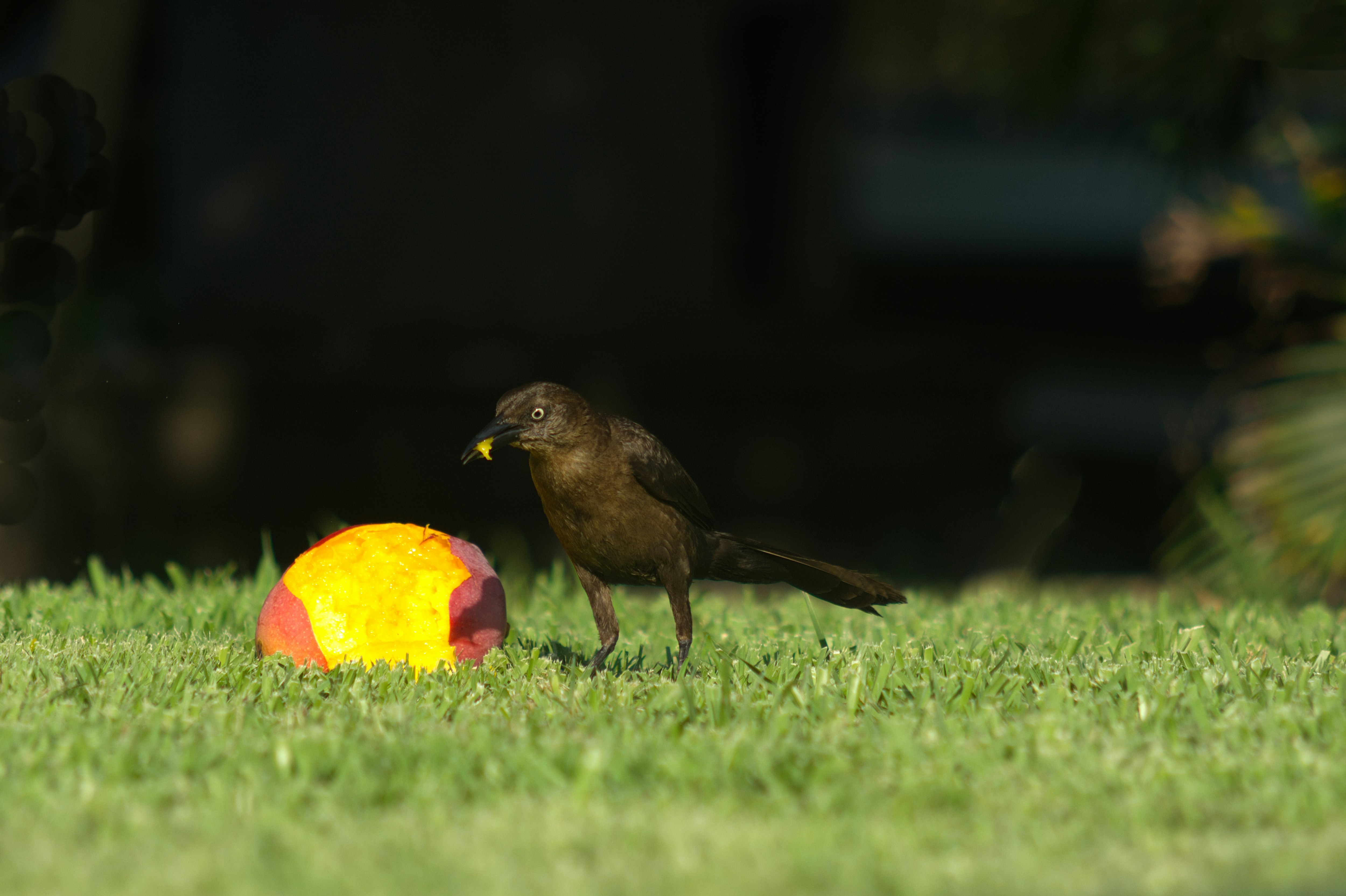 Bird pecking at a ripe mango on a sunlit grassy surface.