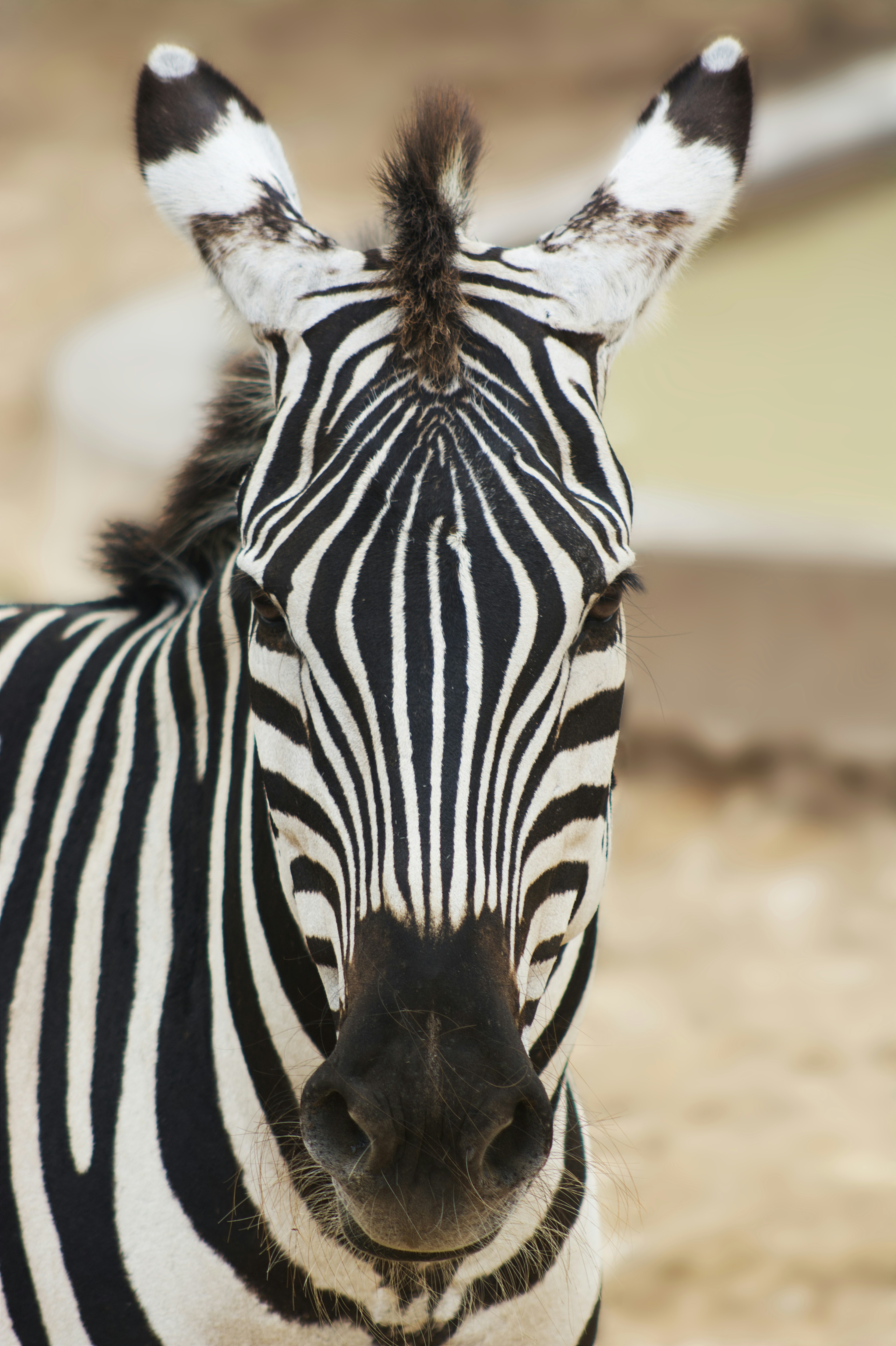 Close-up of a zebra staring directly at the camera, showcasing its striking black and white stripes against a soft, sandy background.
