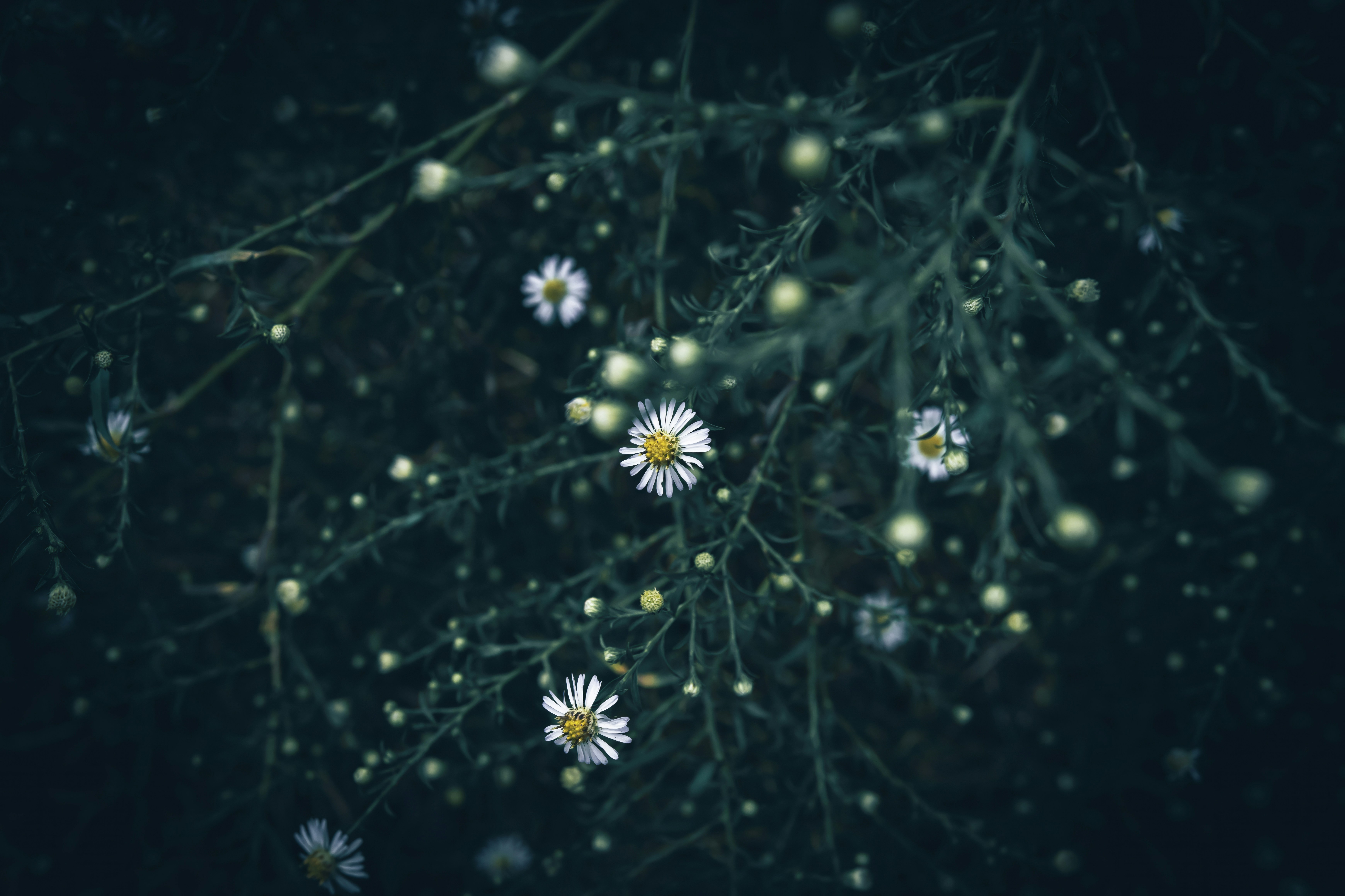 Whispers of Nature: A Floral Tapestry