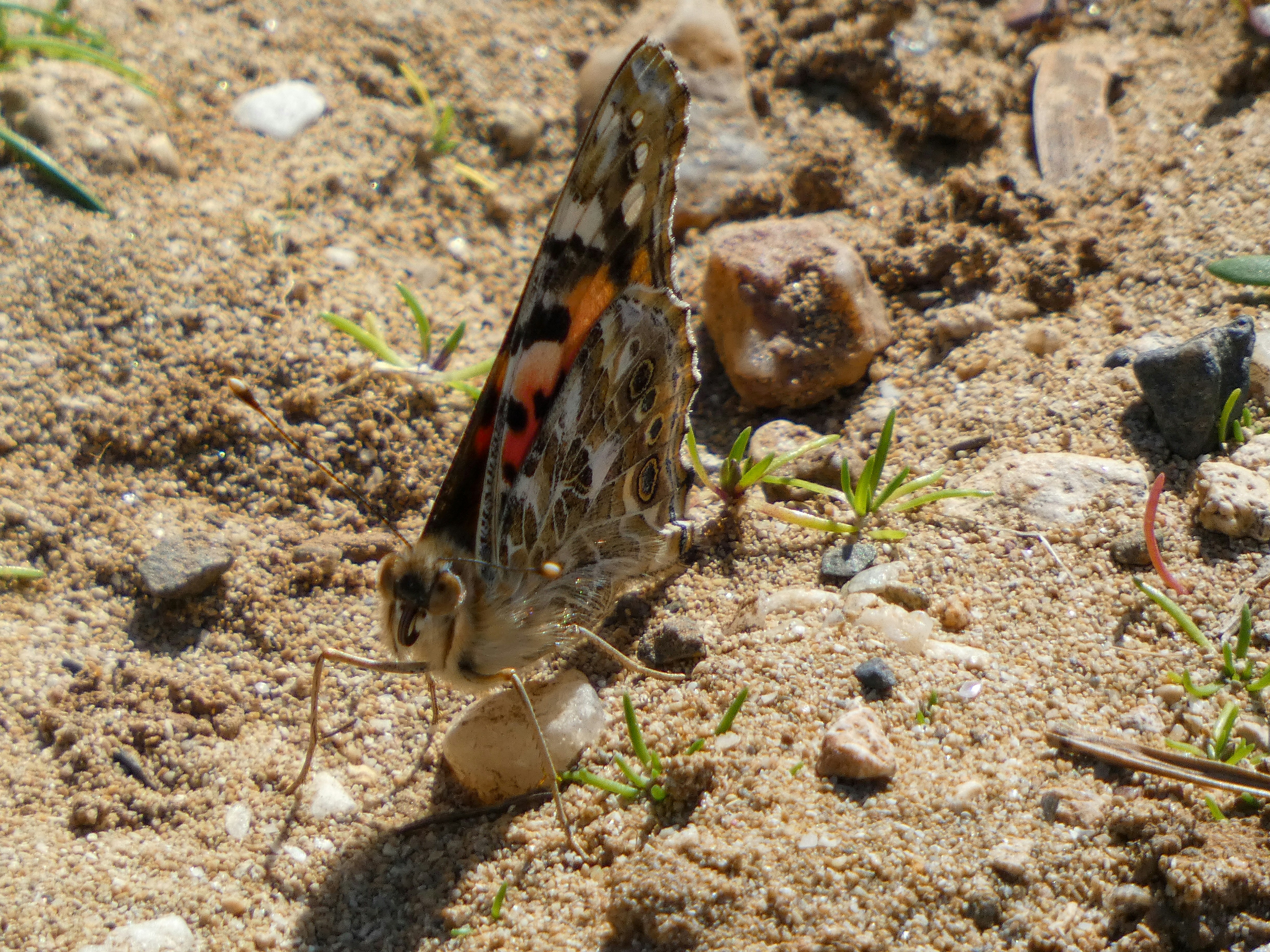 Grounded Painted Butterfly in sandy micro-terrain