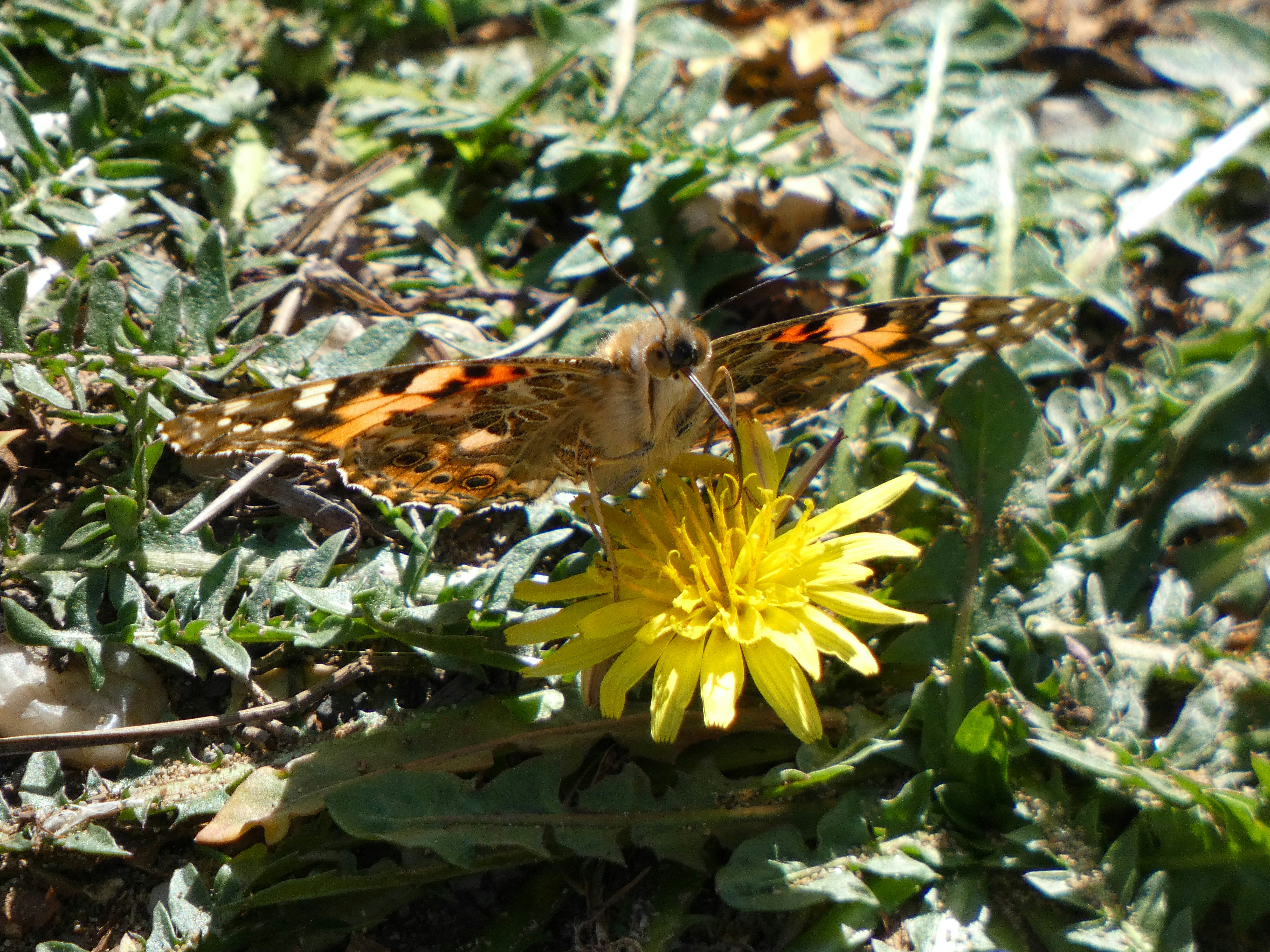 Spring's Intricate Dance