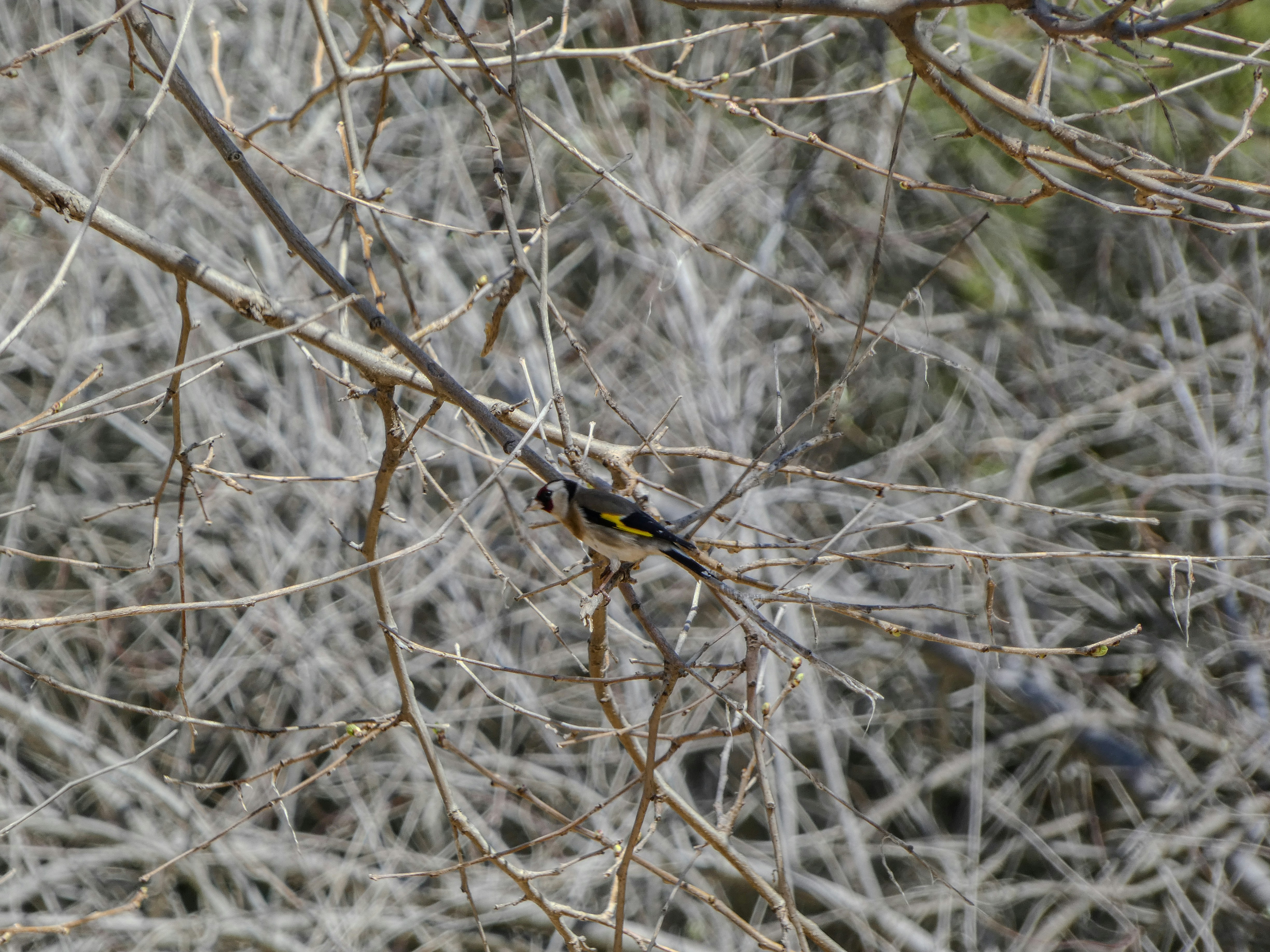 Photo by Önder Andinç with Panasonic Lumix FZ82