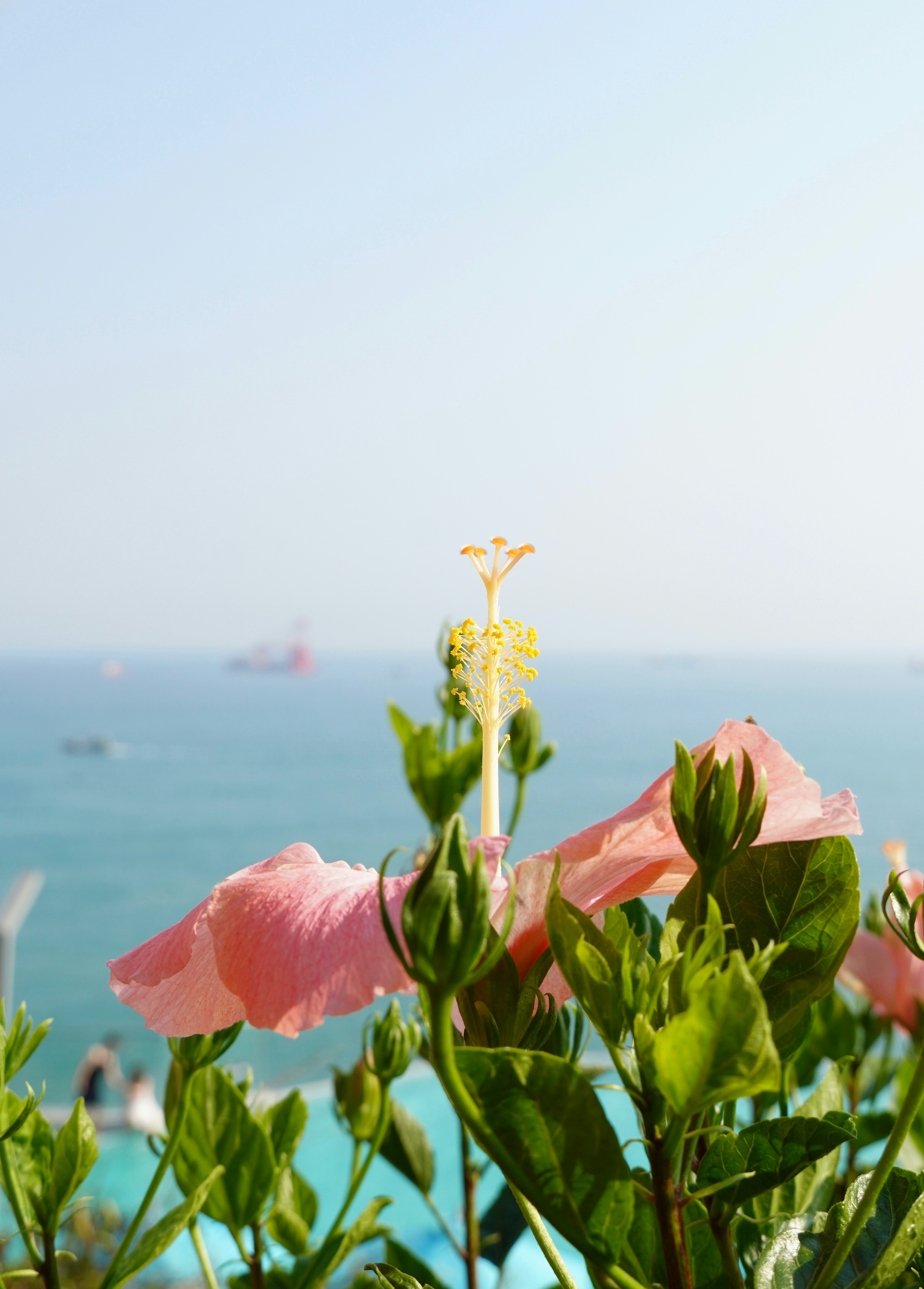 Hibiscus at Sea: A Close-Up of Pink Petals Framing the Ocean