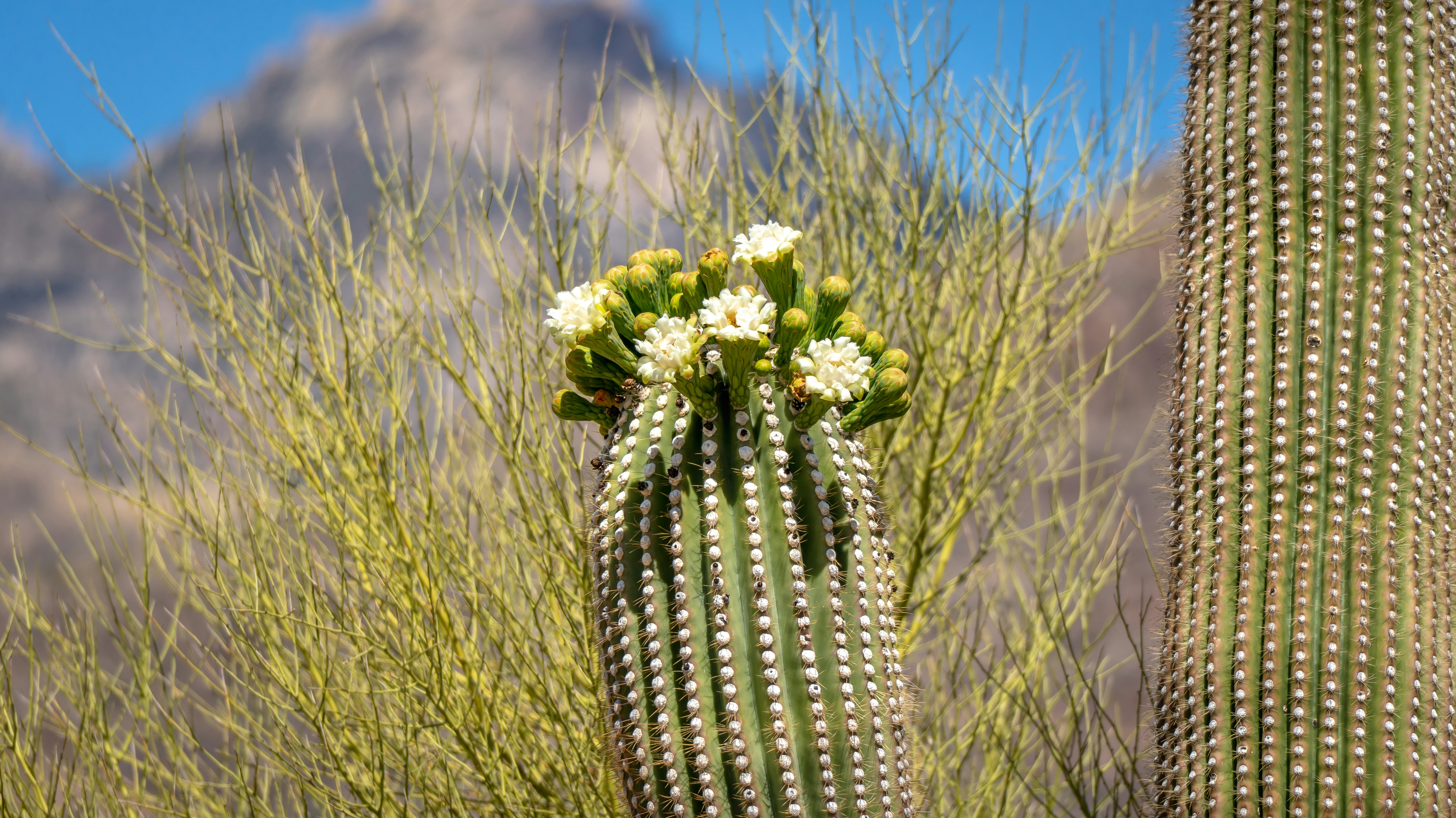 Photo by JC Cervantes with Sony Alpha 6700