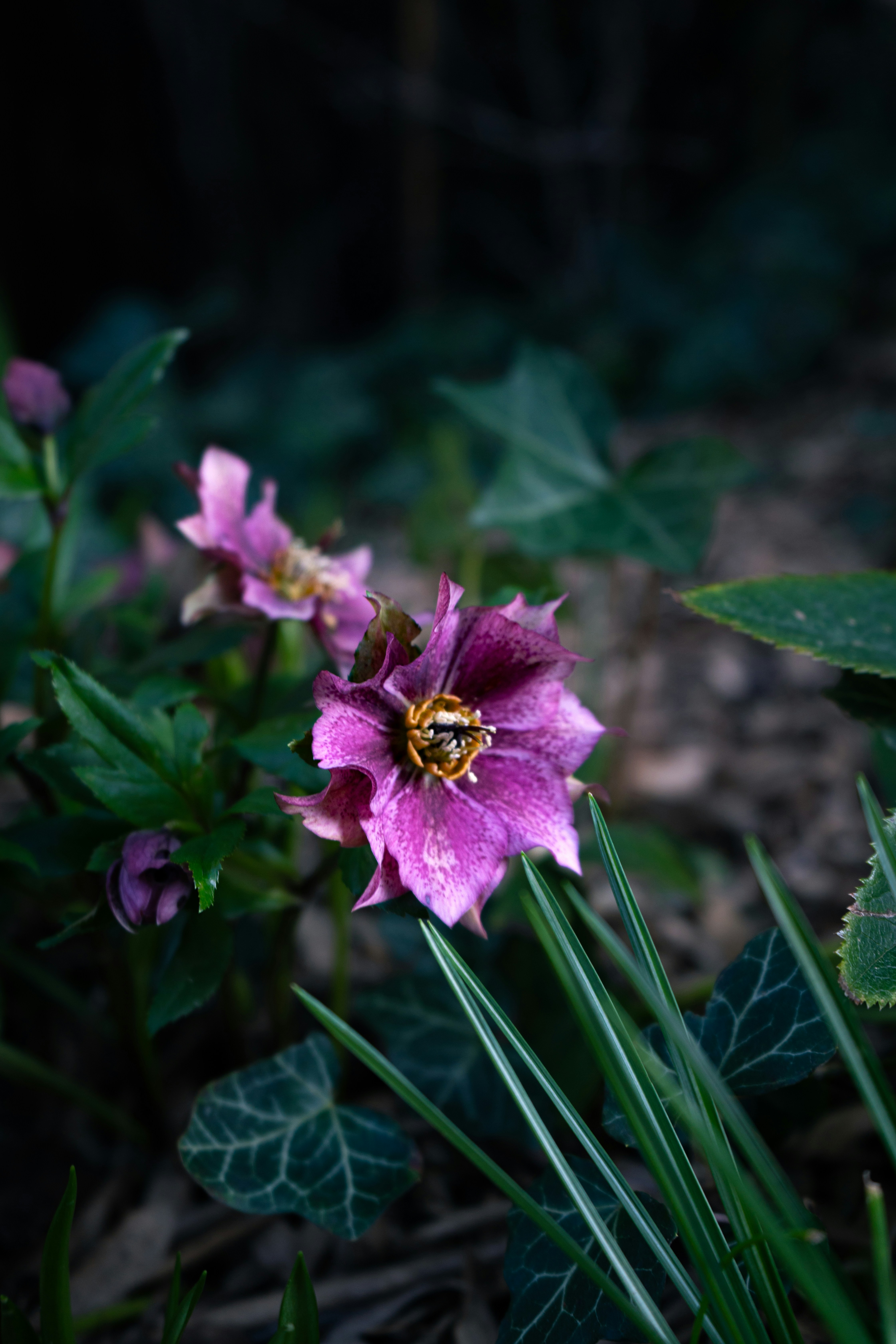 Velvet Magenta Bloom in a Quiet Garden Shade