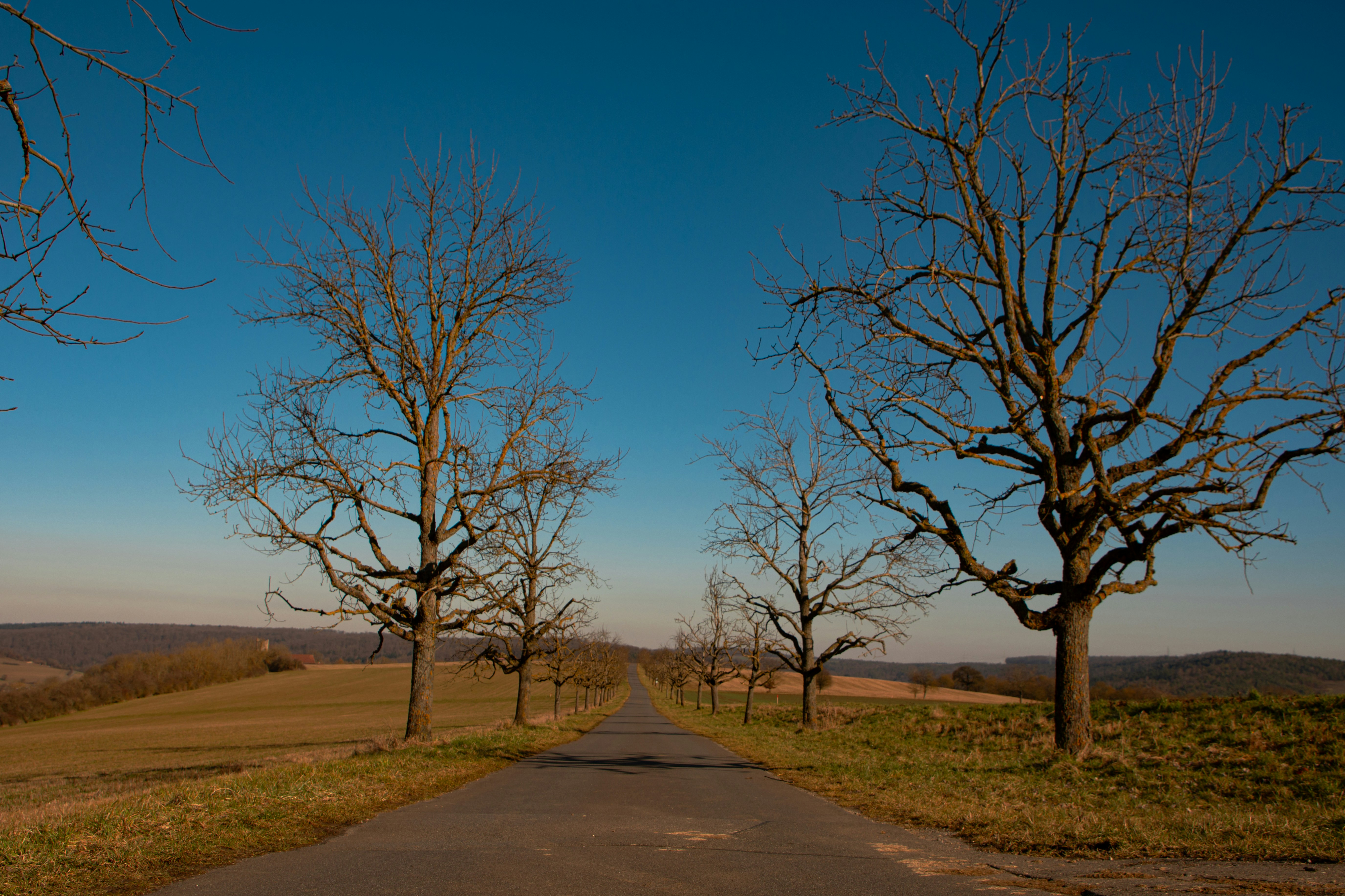 A road leads through trees under a clear sky. photo – Free Road Image ...