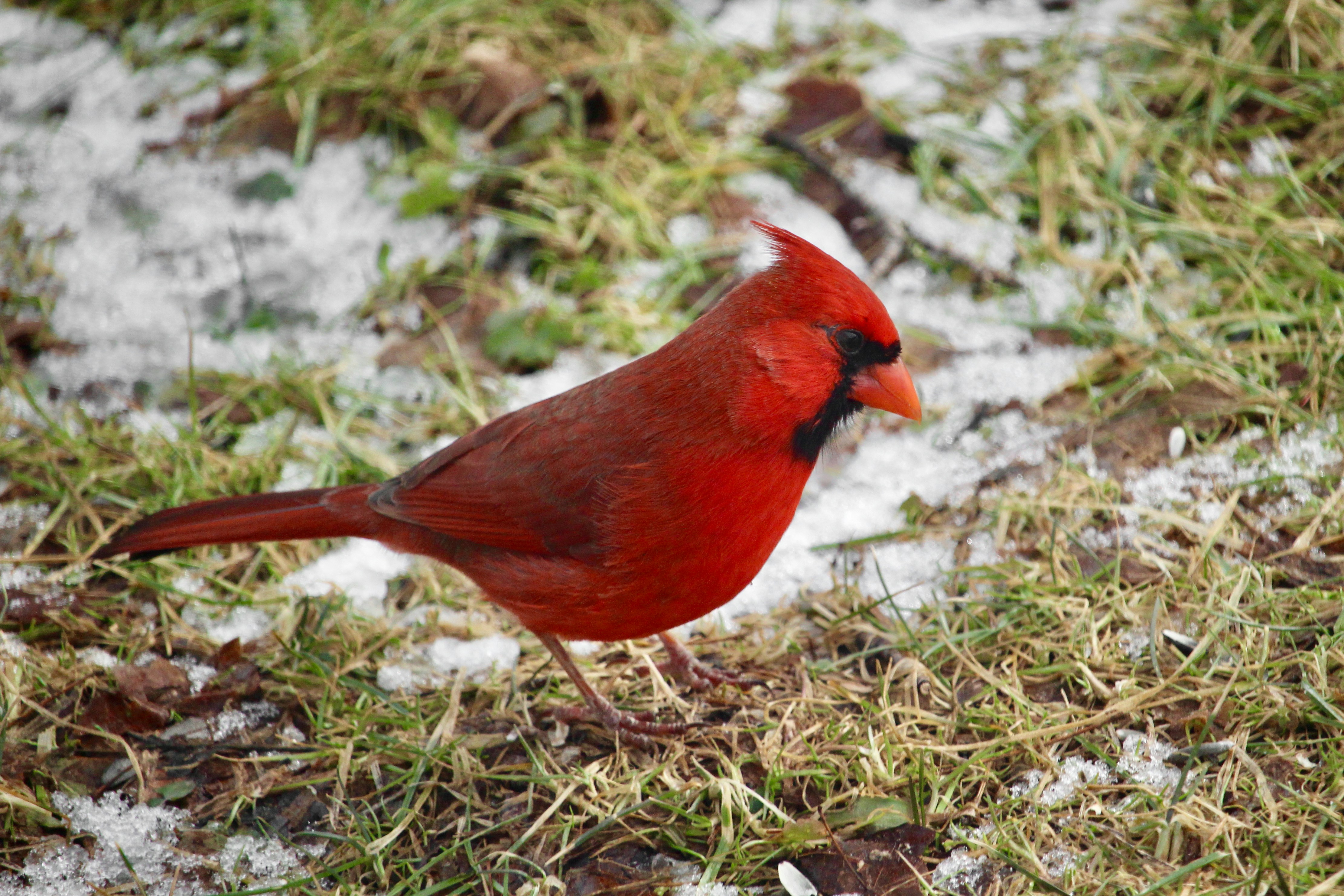 Crimson Visitor on Winter Lawn